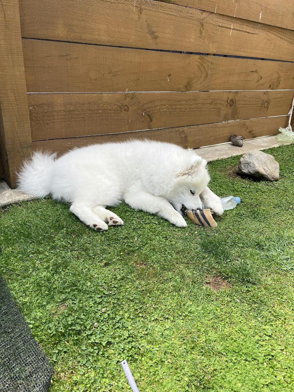 Buy Cattle/Cow Hoof/ Hooves For Dogs Online At Shine Pets