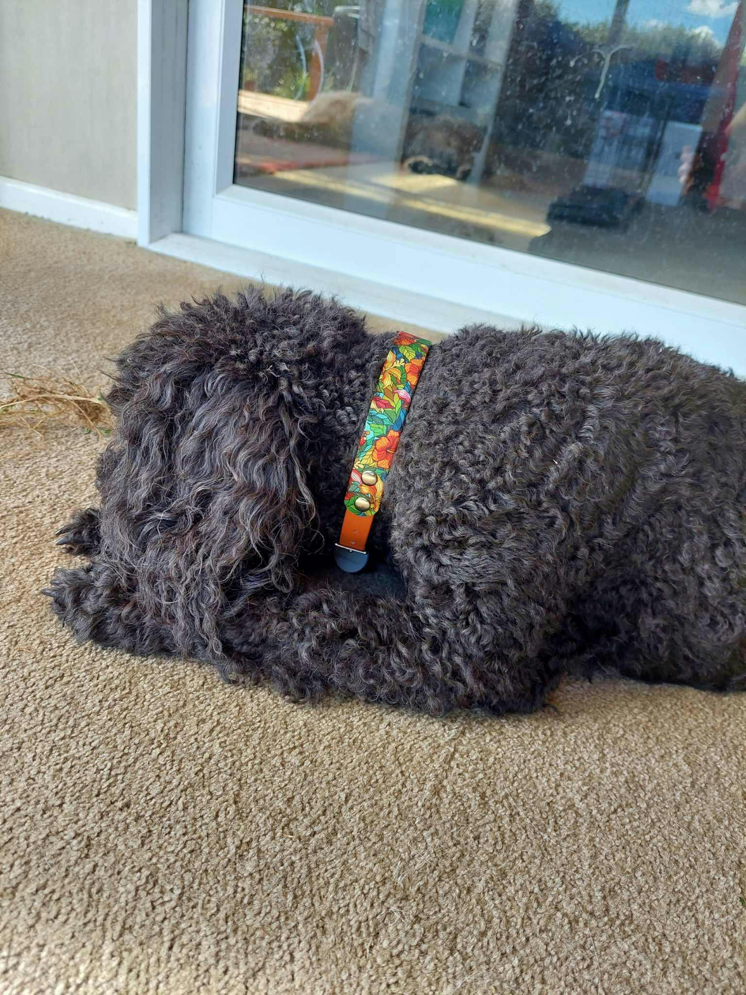 BioThane Custom Buckle UV Printed Dog Collar 🤩 – Shine Pets