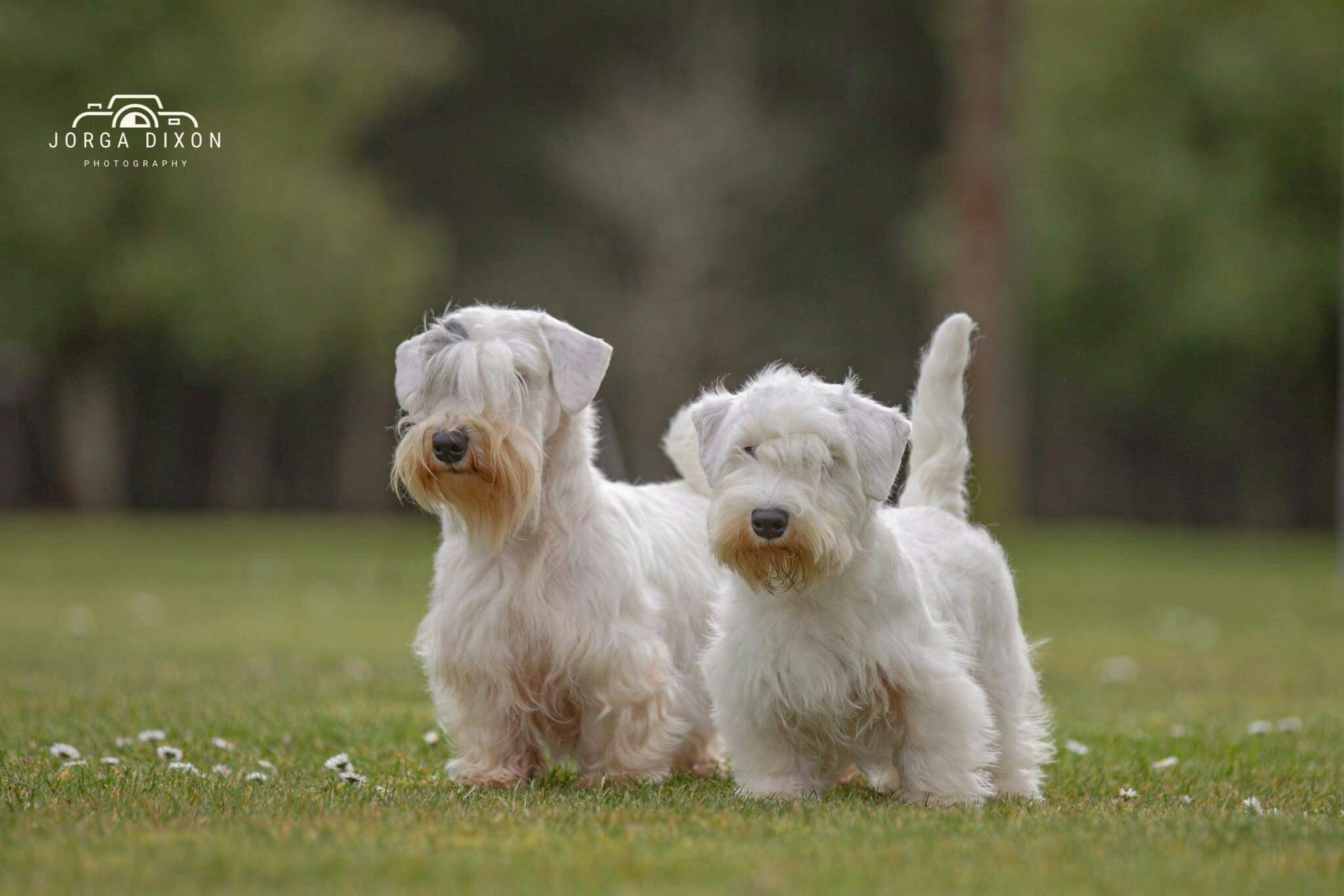 The Home of Pet Supplies in NZ | Pet Store NZ | Shine Pets