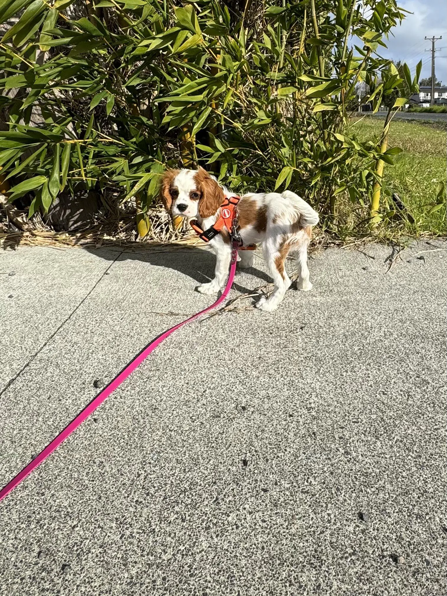 The Home of Pet Supplies in NZ | Pet Store NZ | Shine Pets