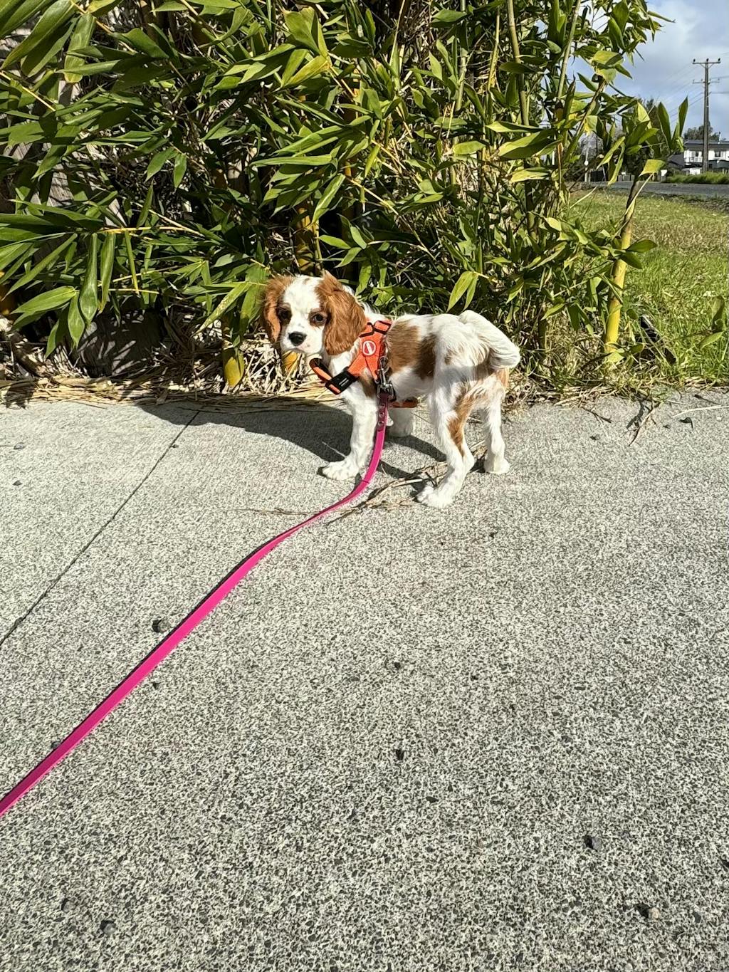 The Home of Pet Supplies in NZ | Pet Store NZ | Shine Pets