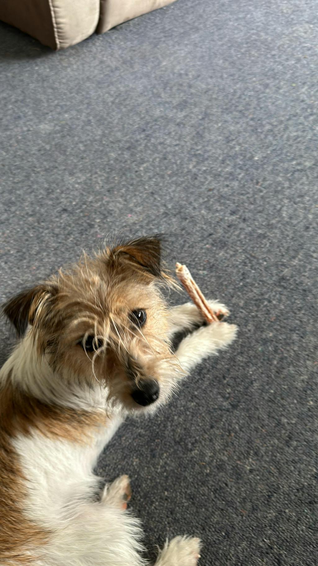 The Home of Pet Supplies in NZ | Pet Store NZ | Shine Pets