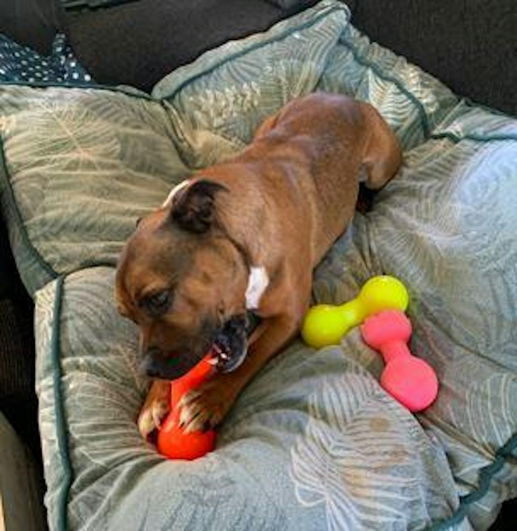 The Home of Pet Supplies in NZ | Pet Store NZ | Shine Pets