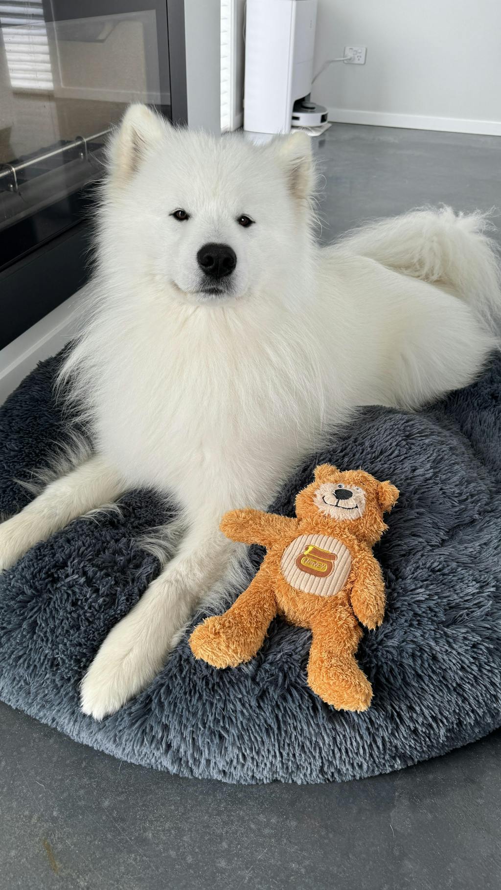 The Home of Pet Supplies in NZ | Pet Store NZ | Shine Pets