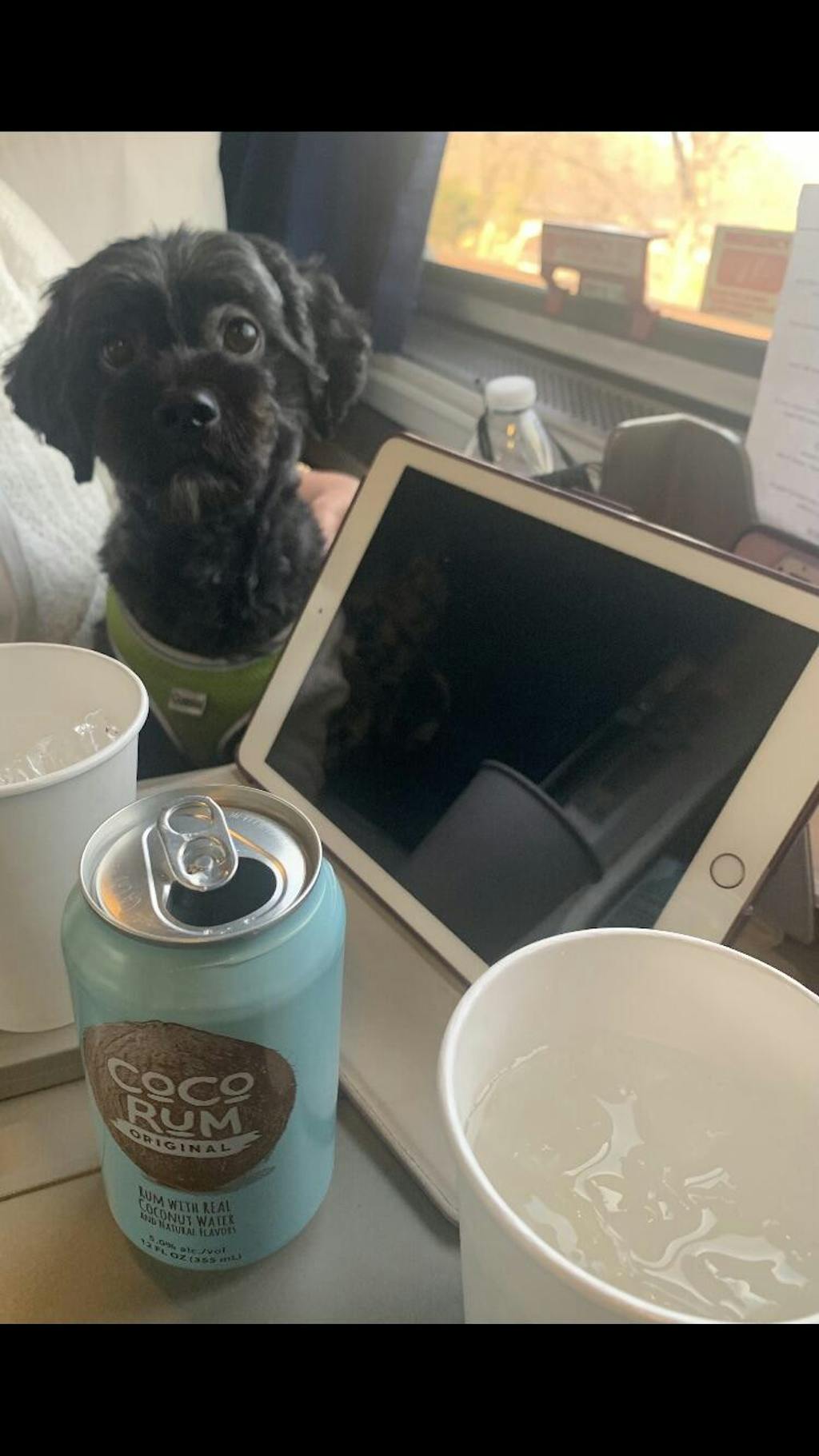 CoCo Rum 4 pack | Shop Coco Vodka