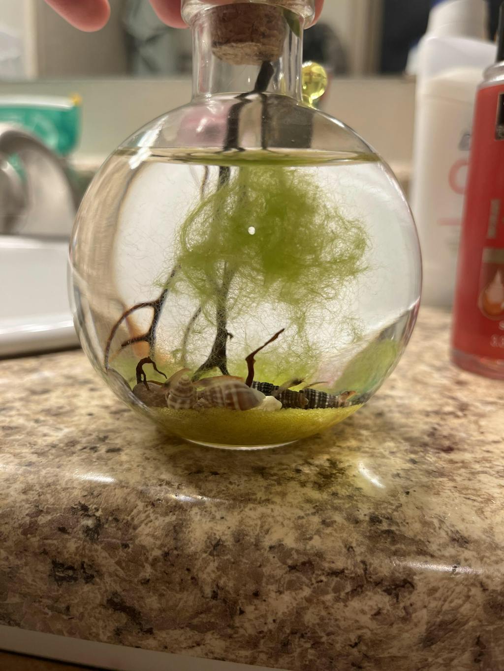 Shrimp Bubble Ecosystem - ShrimpBubble.com