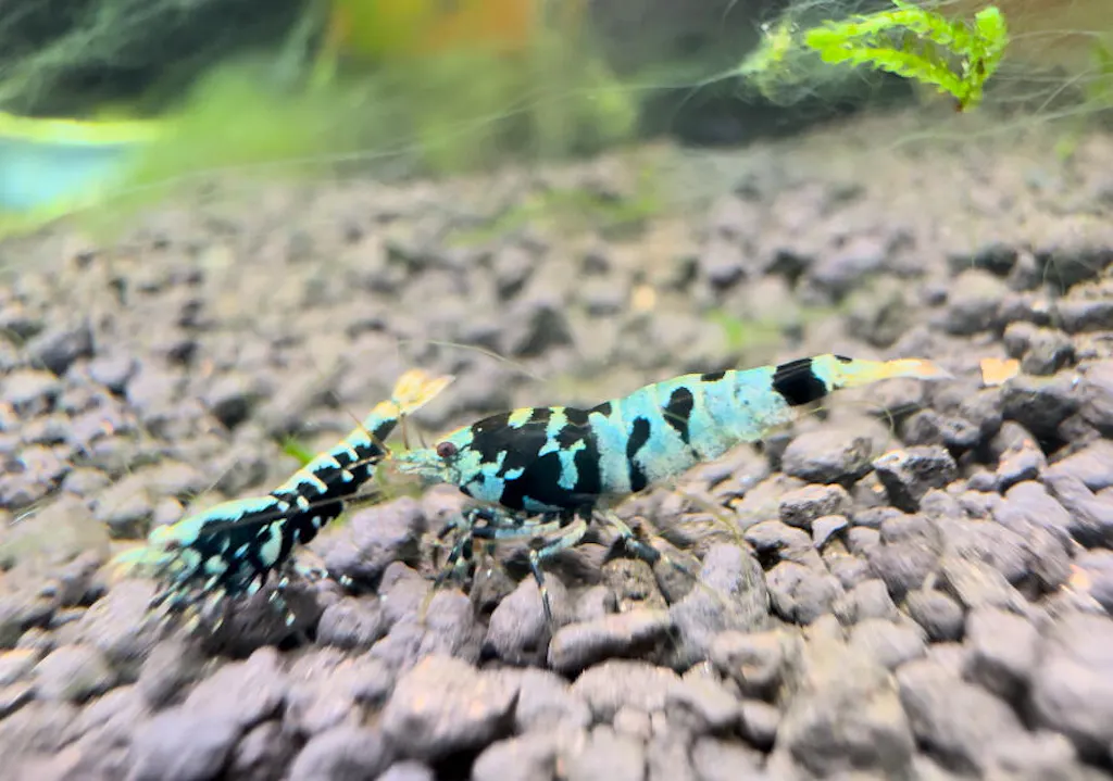 Black Galaxy Fishbone – Shrimply Fintastic