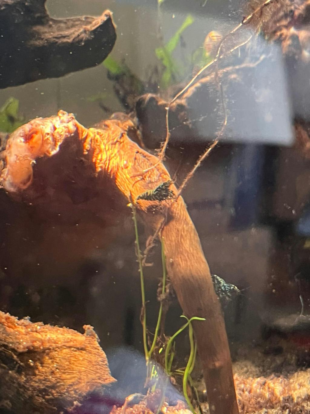 Black Galaxy Fishbone – Shrimply Fintastic