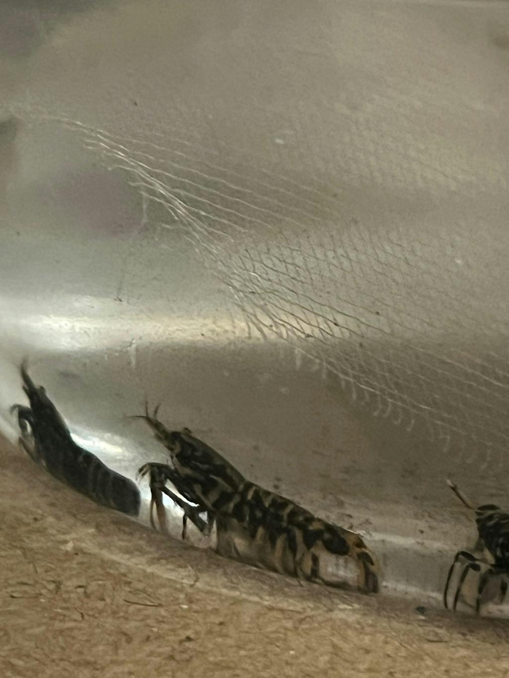 Black Galaxy Fishbone – Shrimply Fintastic