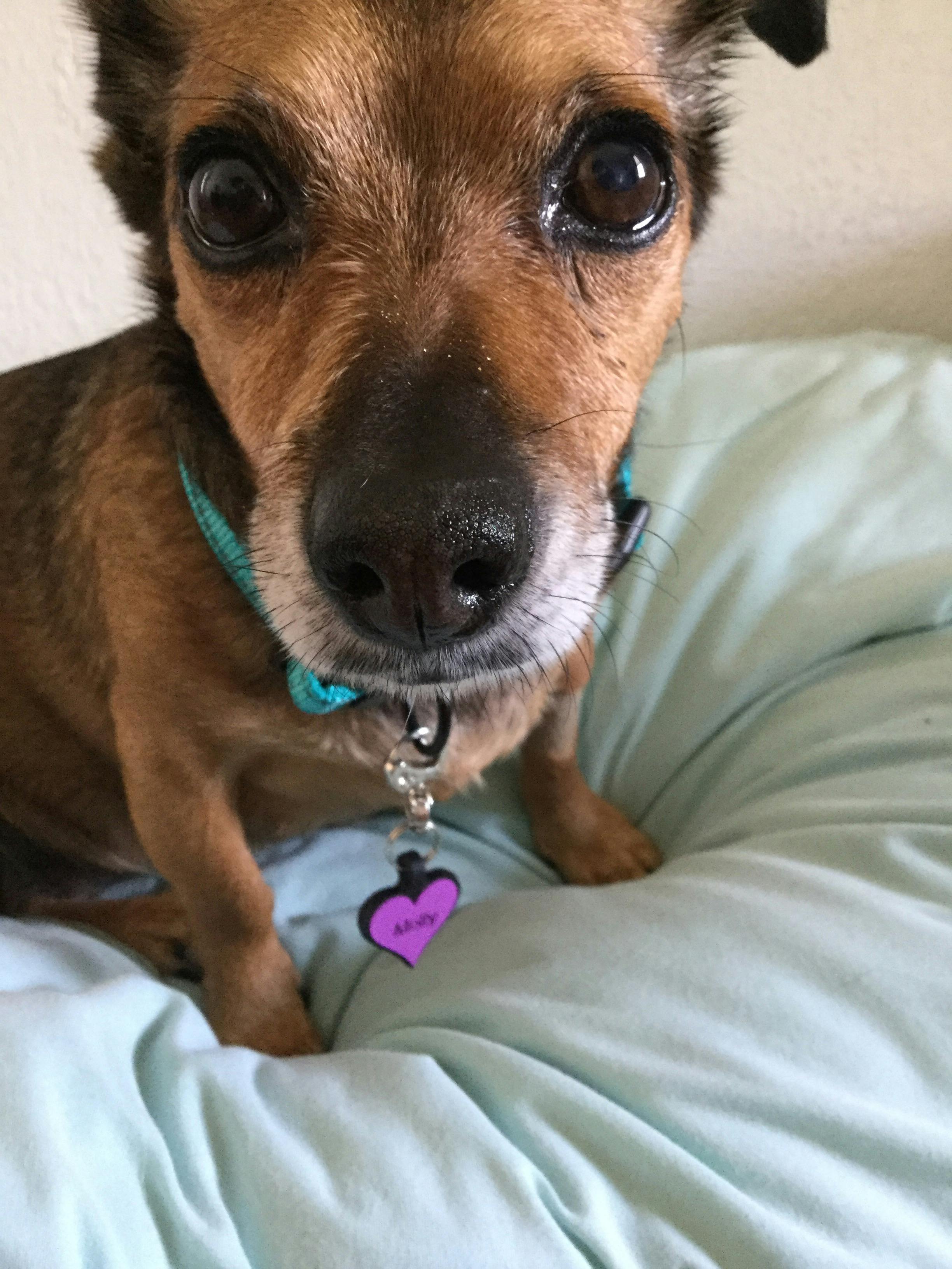 Silent Purple Heart Pets Tag | Cute Dog Tags | SiliDog – SiliDog - The ...