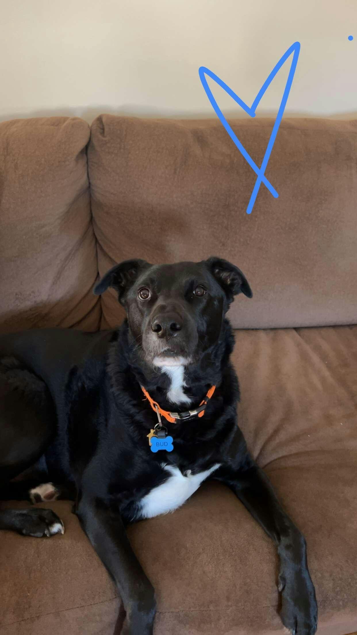 Never Fades Blue Bone | Durable Dog Tags | SiliDog – SiliDog - The ...