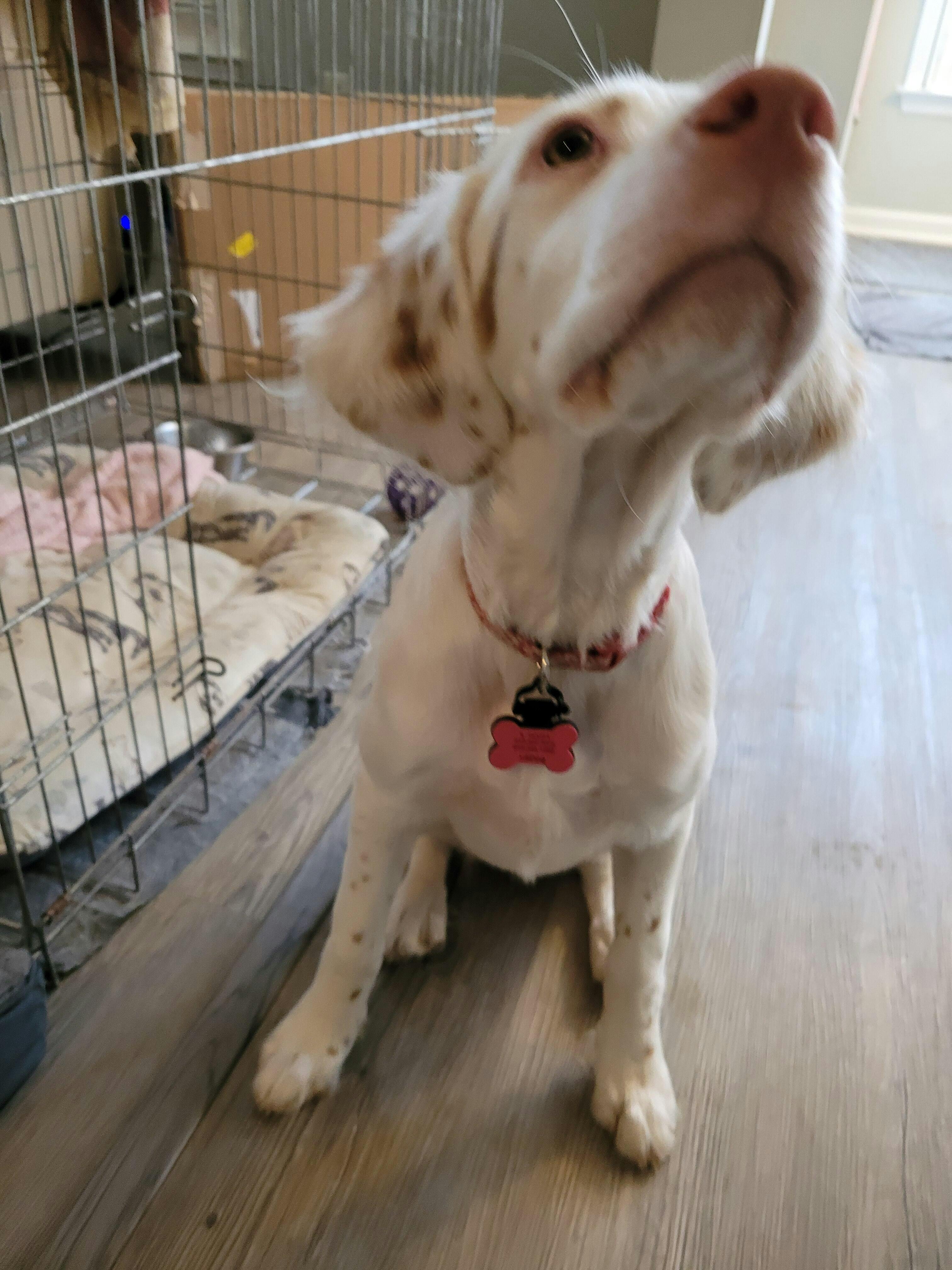 Cool Pink Bone Pets Tags - Glow In The Dark - SiliDog – SiliDog - The ...