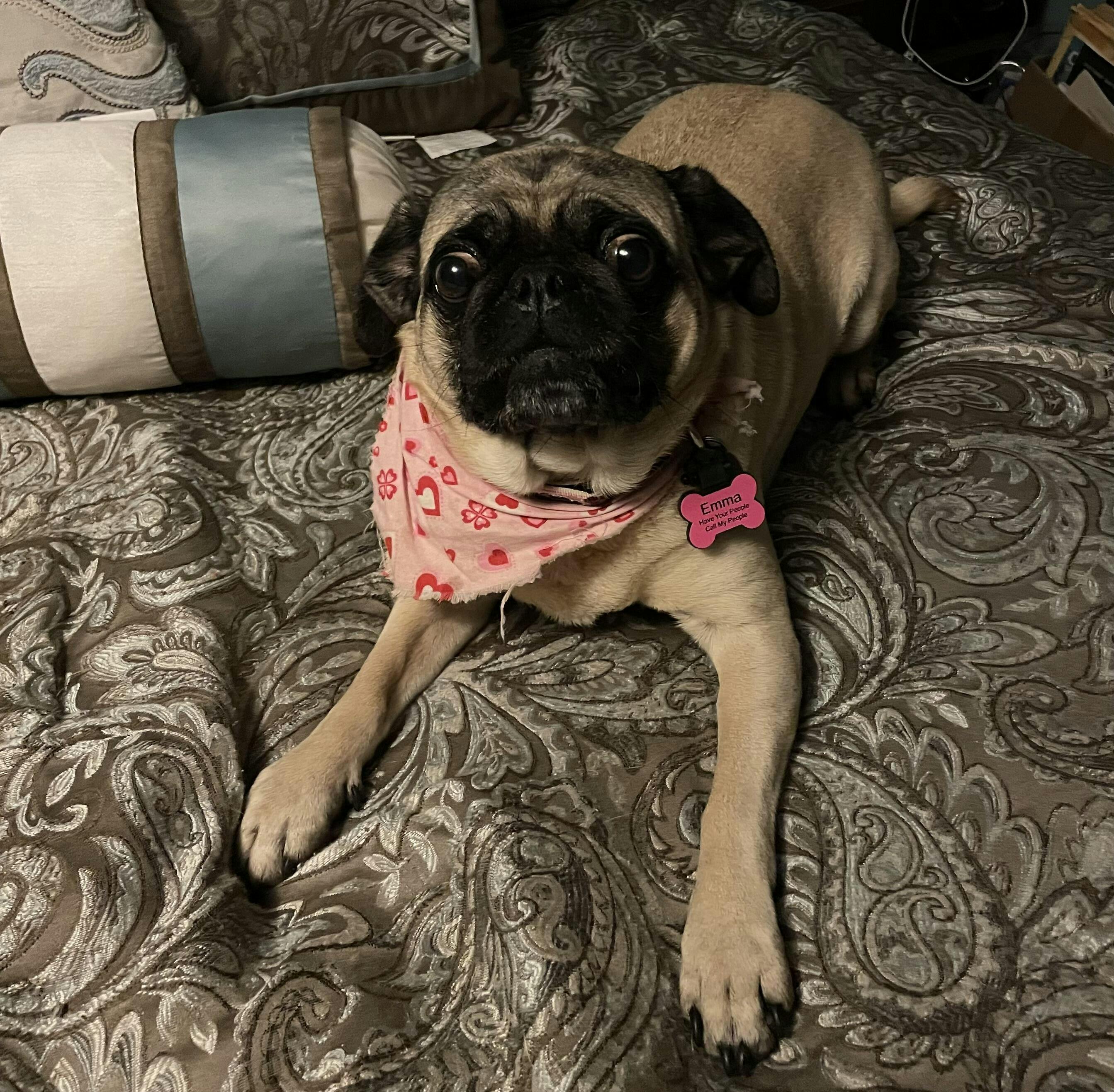 Cool Pink Bone Pets Tags - Glow In The Dark - SiliDog – SiliDog - The ...