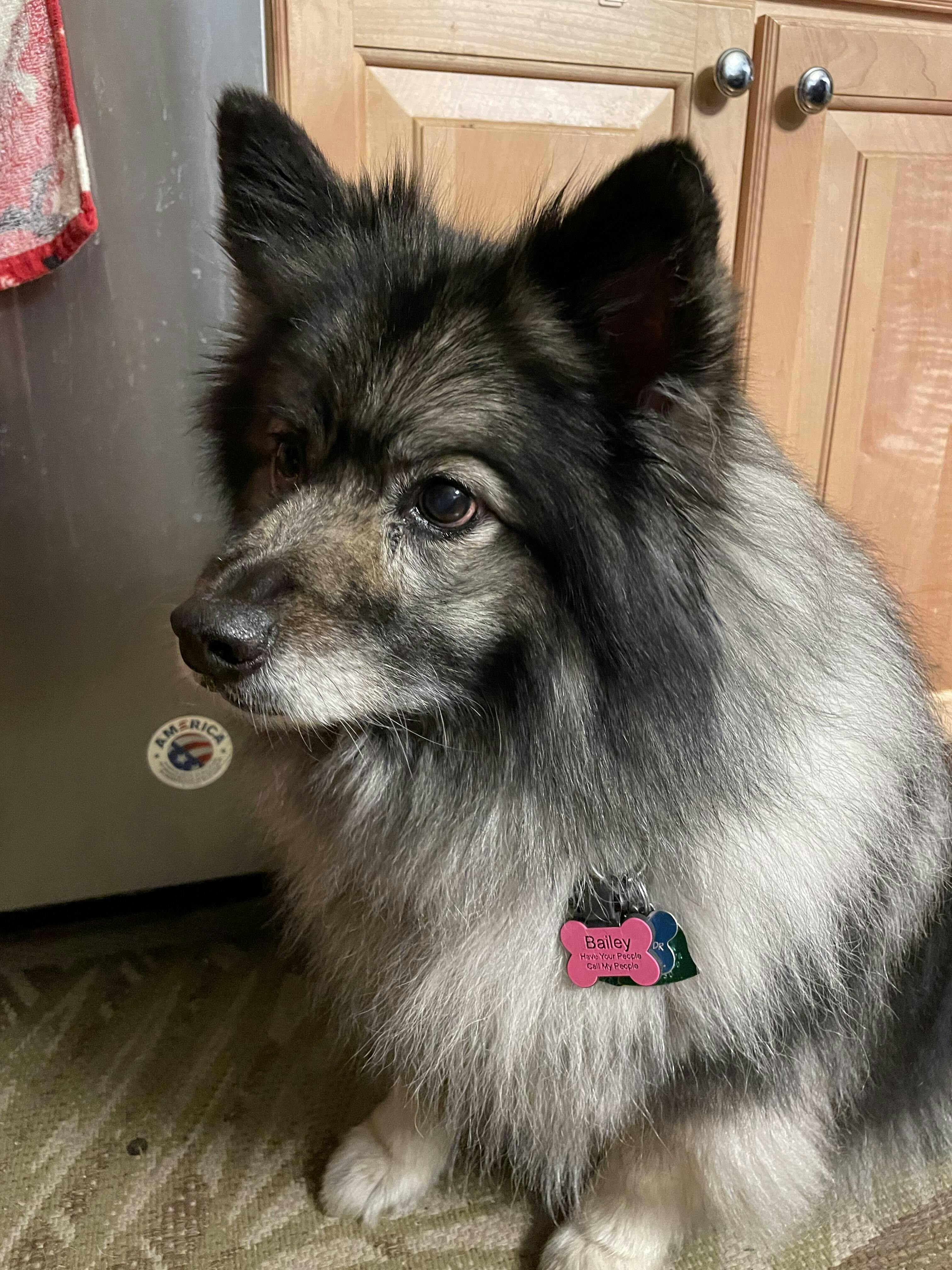 Cool Pink Bone Pets Tags - Glow In The Dark - SiliDog – SiliDog - The ...