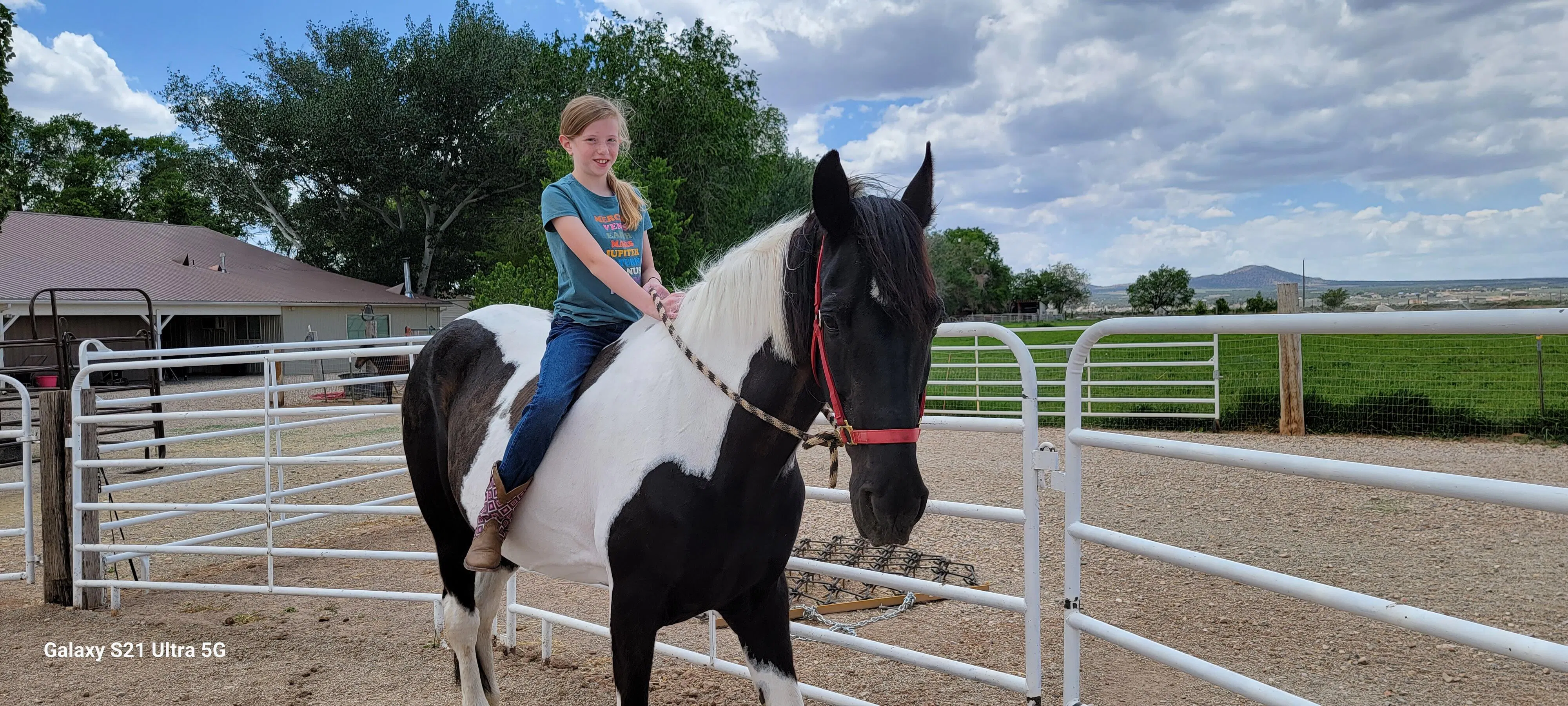 Herbal Supplements: Horses, Dogs, & Humans | Silver Lining Herbs