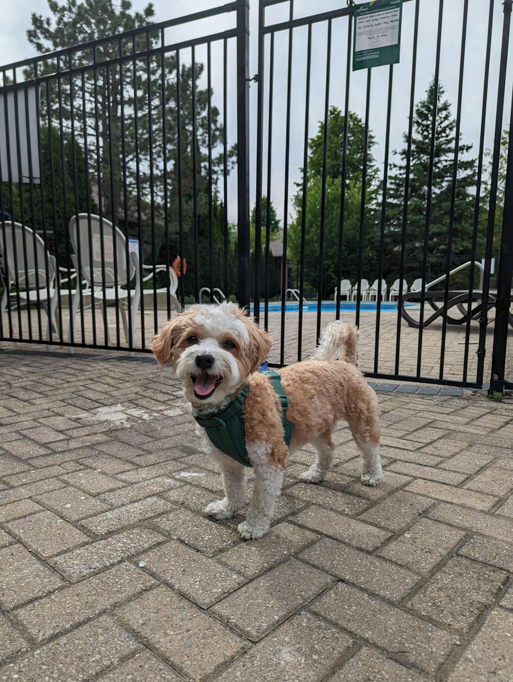 Silvercut® Life-Like Dog Keychain With Custom Engraved Photo