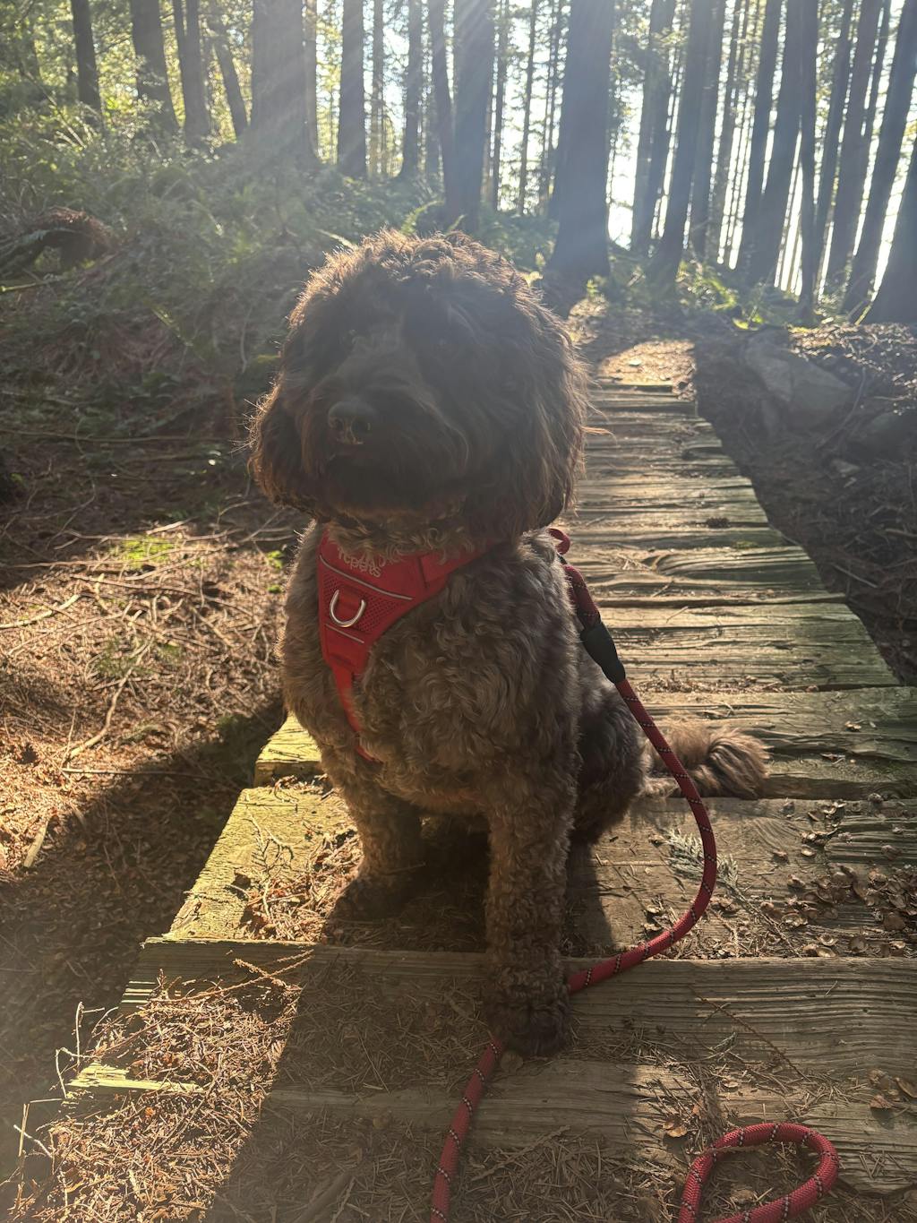 Simply Sampler Box # 2 – Simply Raw Dog Feed