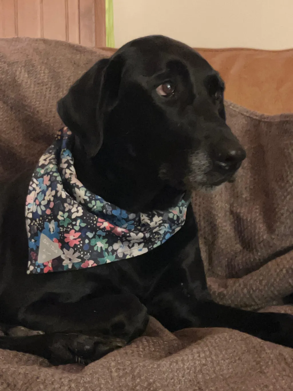 Battenkill | Dog Bandana