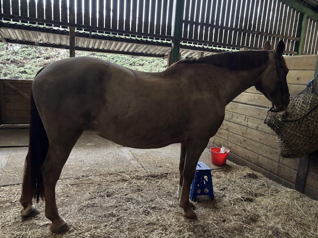 Smart Tails Professionelles Sortiment – Smart Grooming