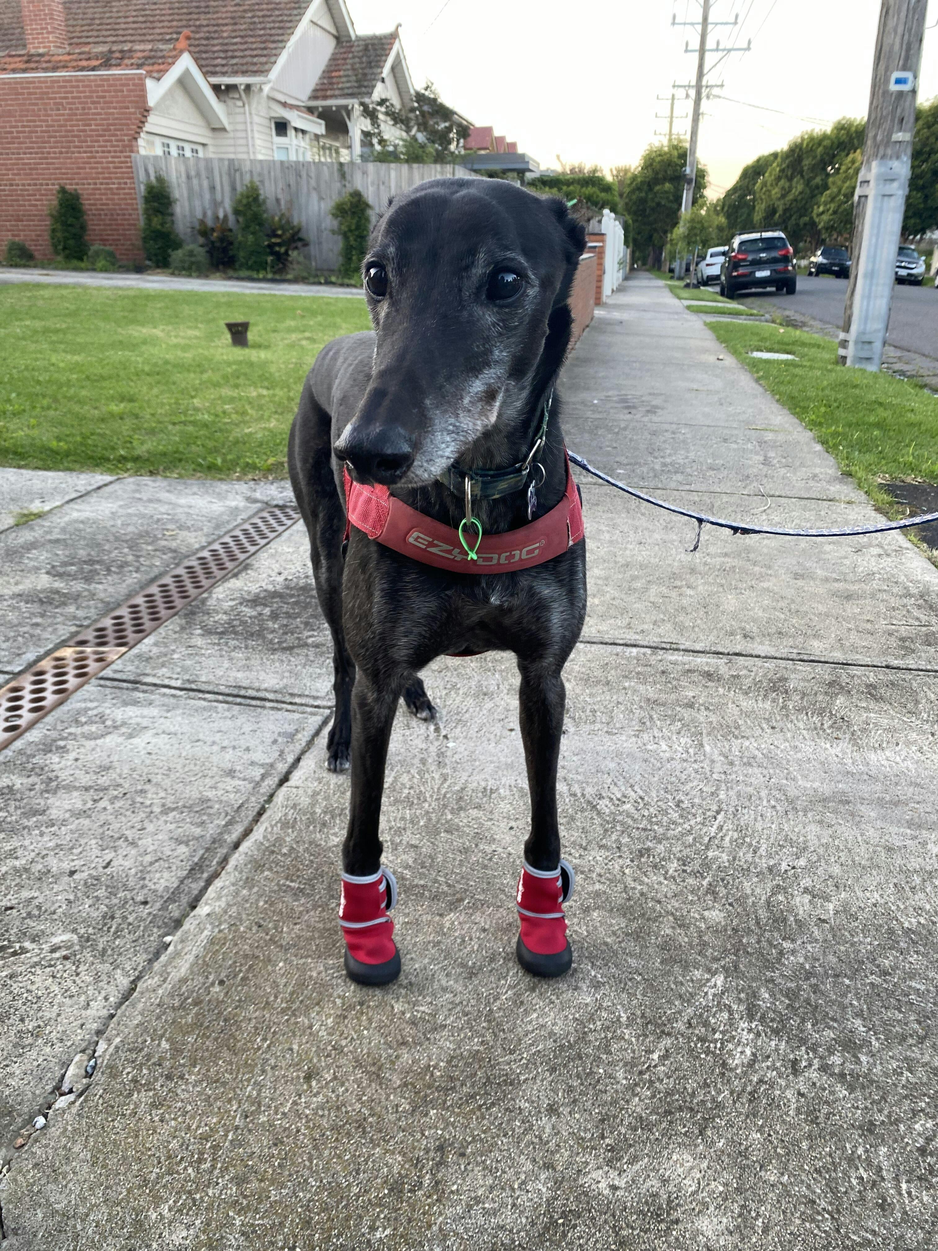 Snooties Original Booties - Pickle Green – Snooties Booties