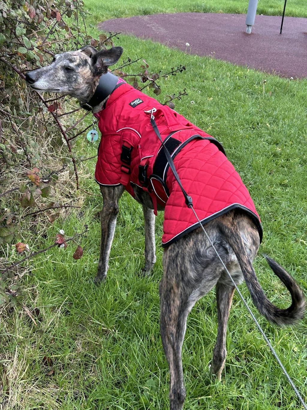 Greyhound / Whippet Harness, Sighthound Escape Proof Harness ...