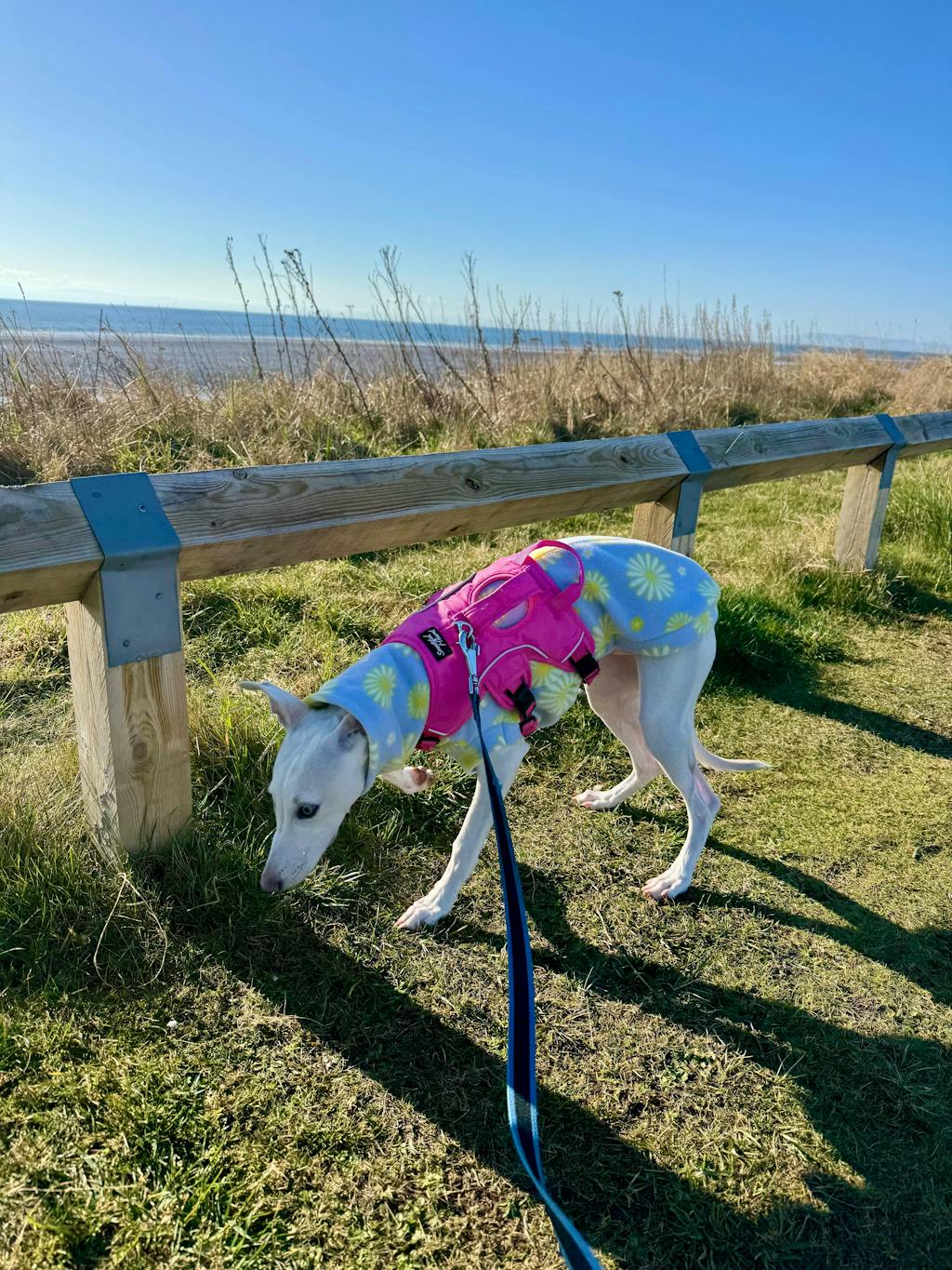 Greyhound / Whippet Harness, Sighthound Escape Proof Harness ...