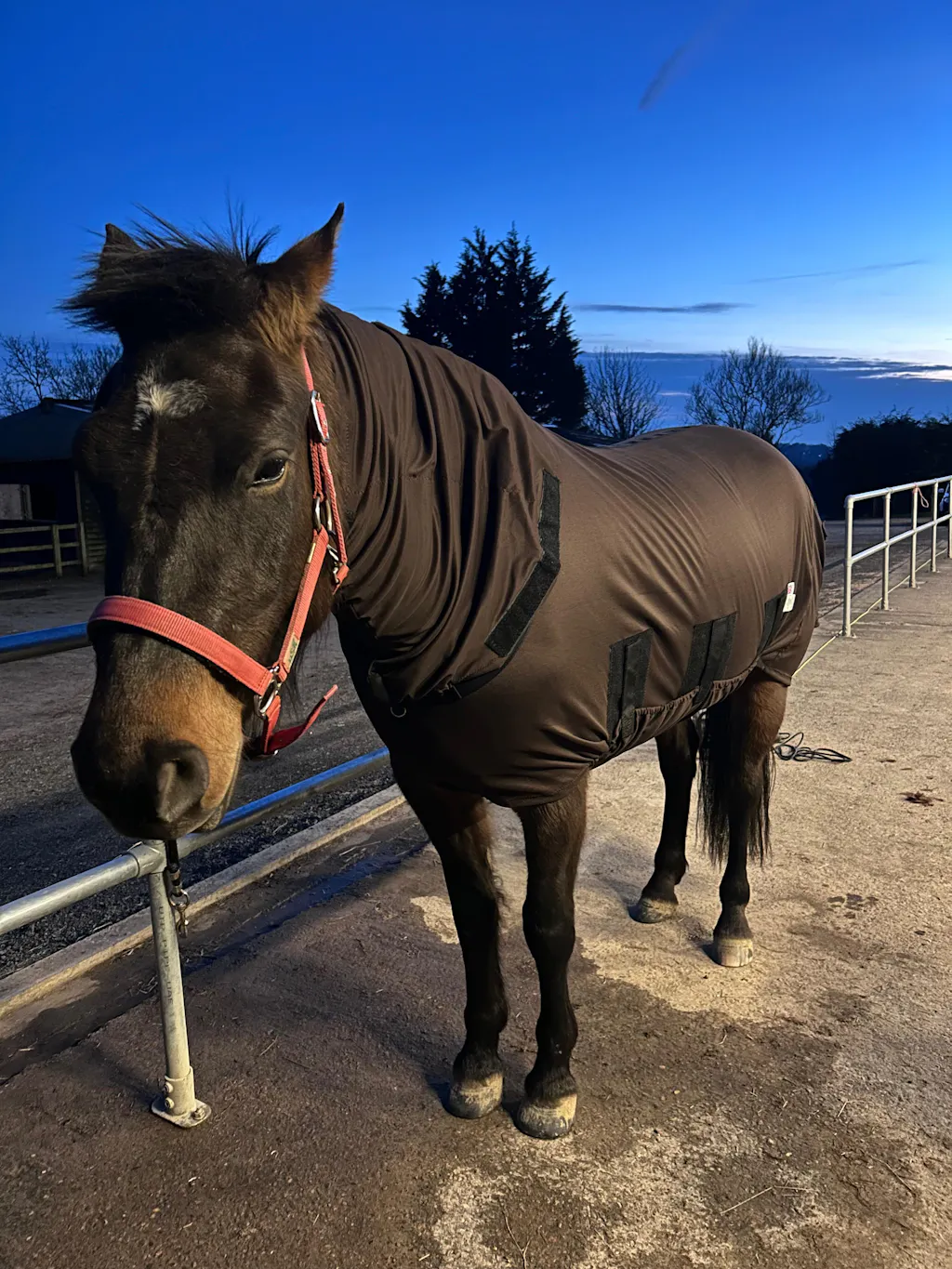 Bug Body Fly Rug - Snuggy Hoods – Snuggy Hoods Ltd