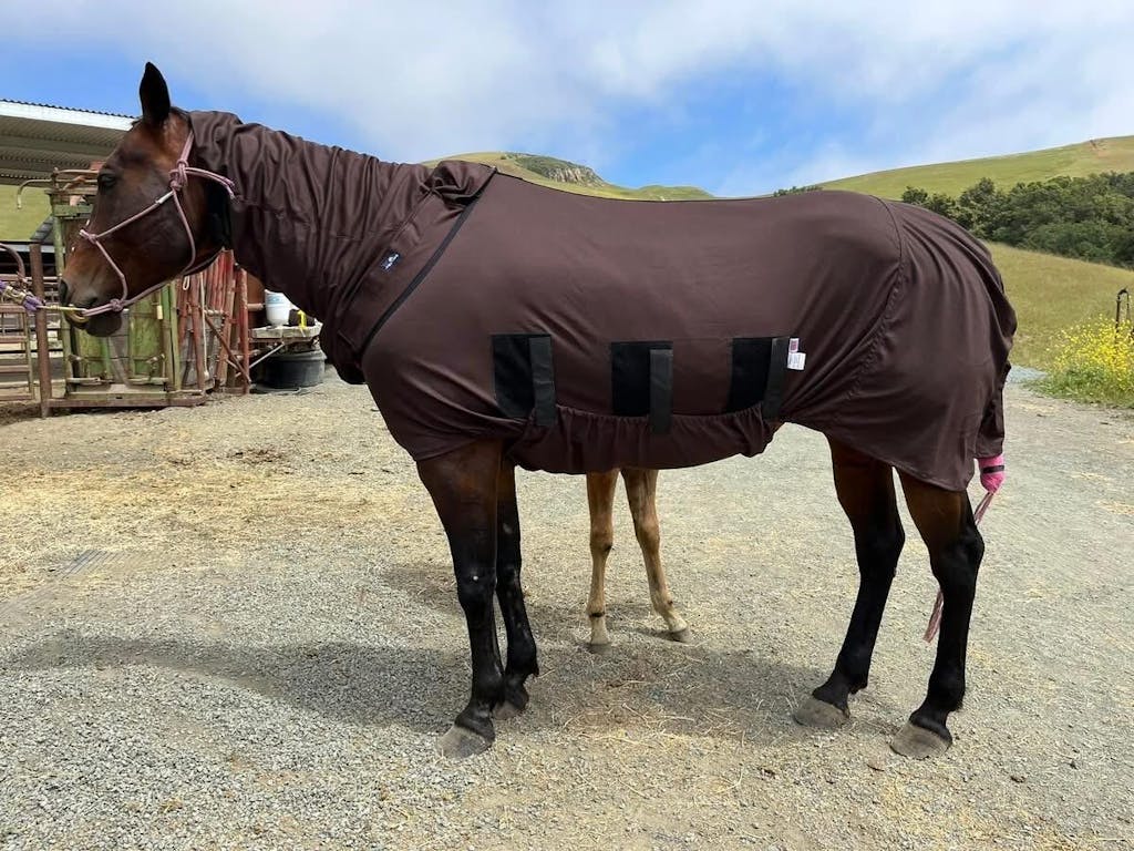 Bug Body Fly Rug - Snuggy Hoods – Snuggy Hoods Ltd