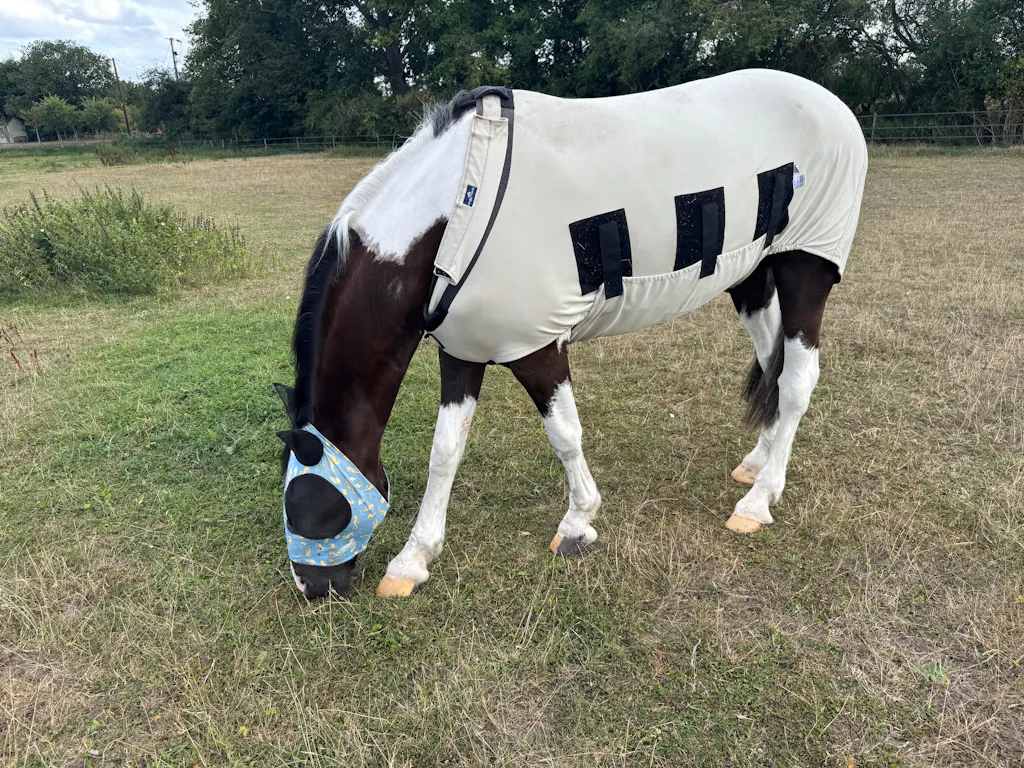 Bug Body Fly Rug - Snuggy Hoods – Snuggy Hoods Ltd