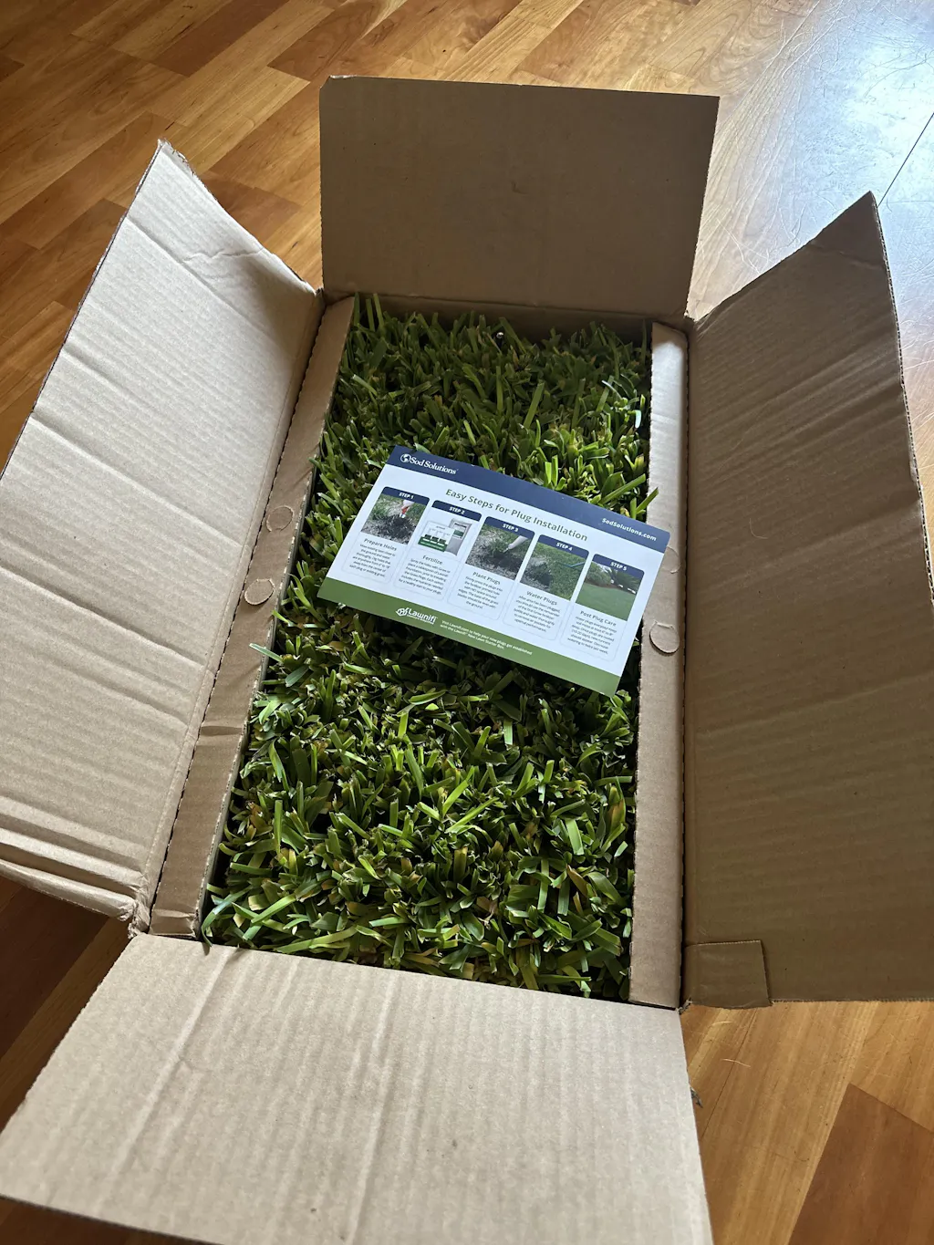 Shop Cobalt™ St. Augustine Grass Plugs | Sod Solutions