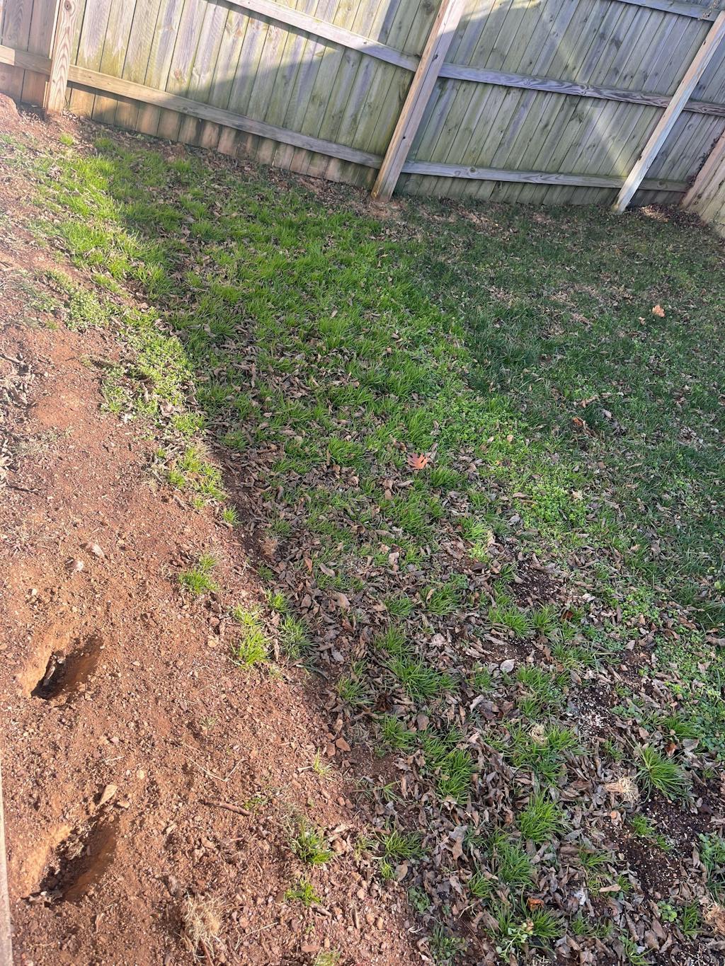 Innovation Zoysia Grass Plugs | Sod Solutions