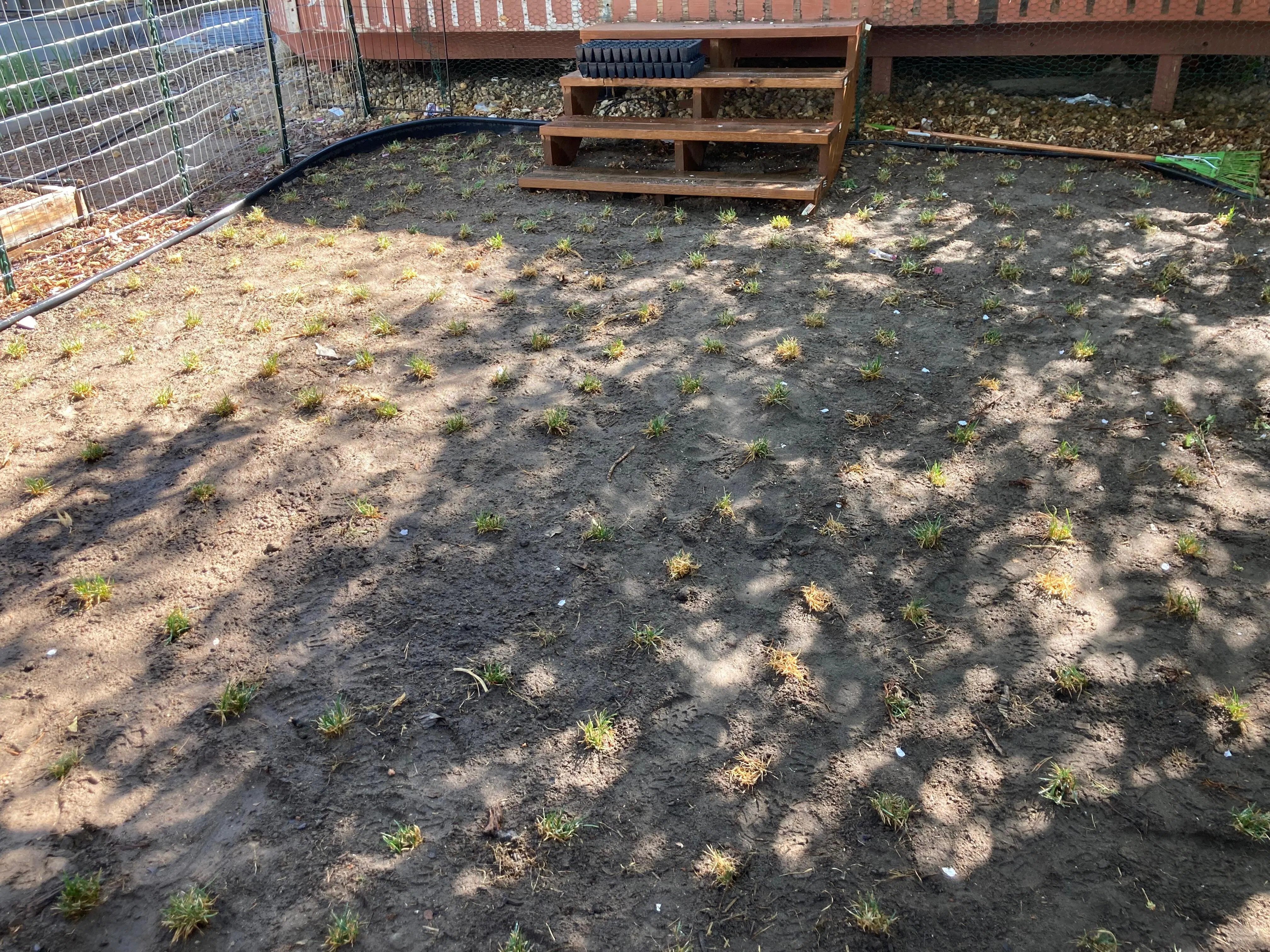 Shop Bella Bluegrass Plugs | Sod Solutions