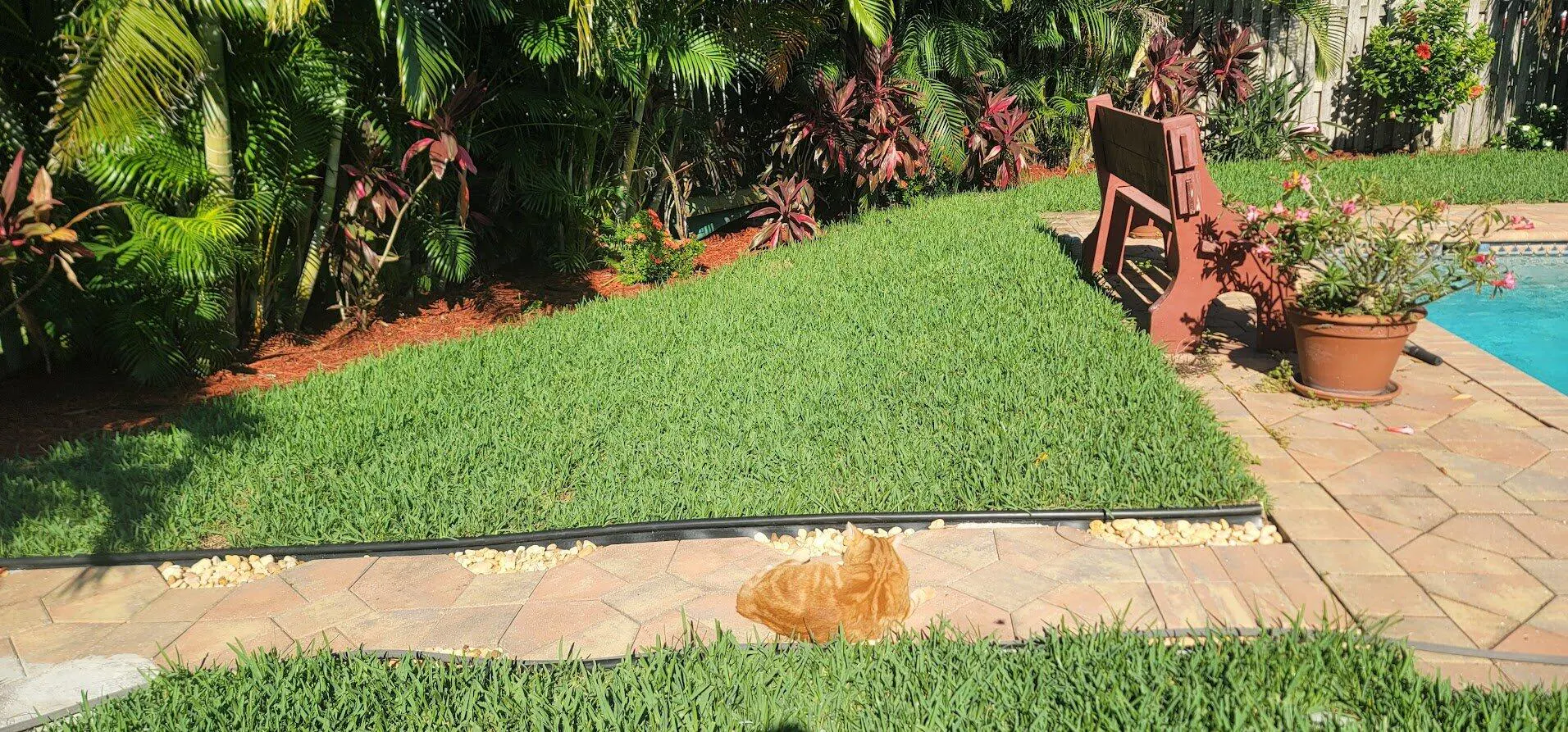 Lawnifi New Lawn Starter Fertilizer Box | Sod Solutions
