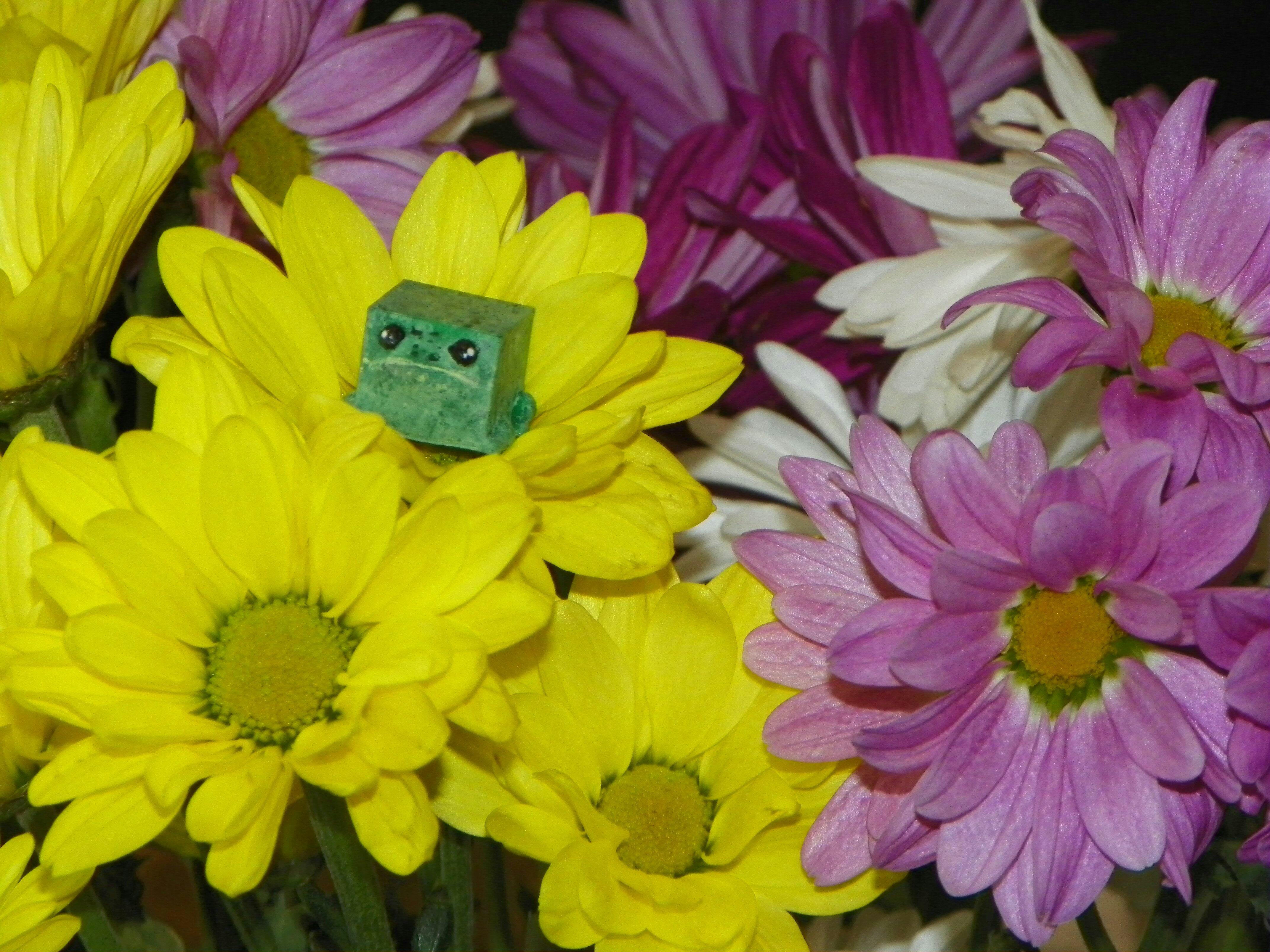 Square Frog - Digital STL File – Sorrels Souls LLC