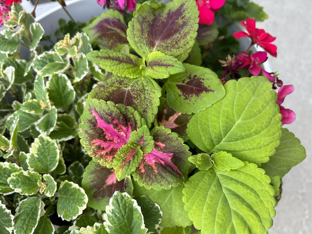 Coleus Rainbow Mix | Stunning Shade-Loving Foliage – Sow Right Seeds