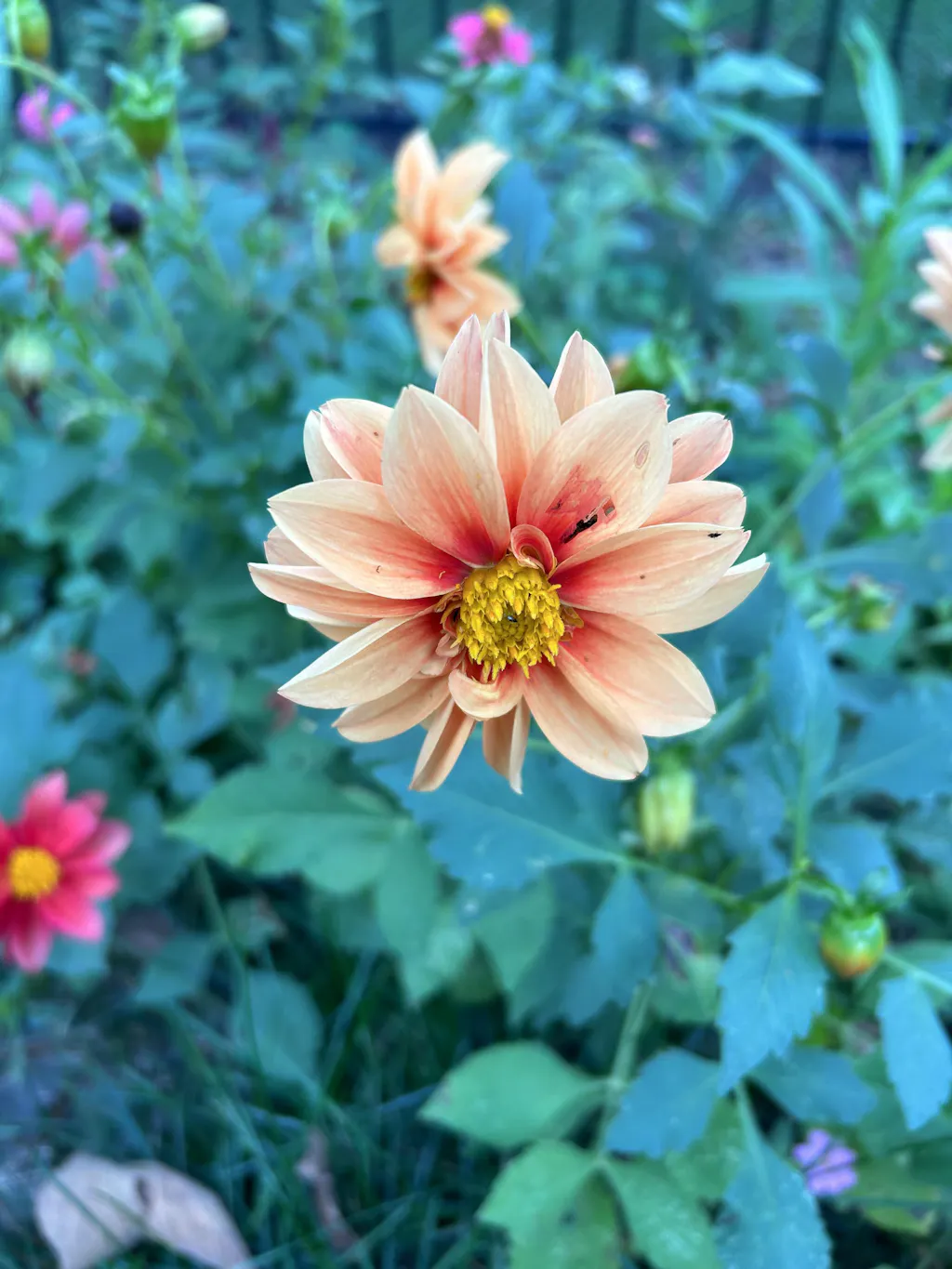 Dwarf Single Dahlia Mix Seeds | Amazing Cut Flowers – Sow Right Seeds