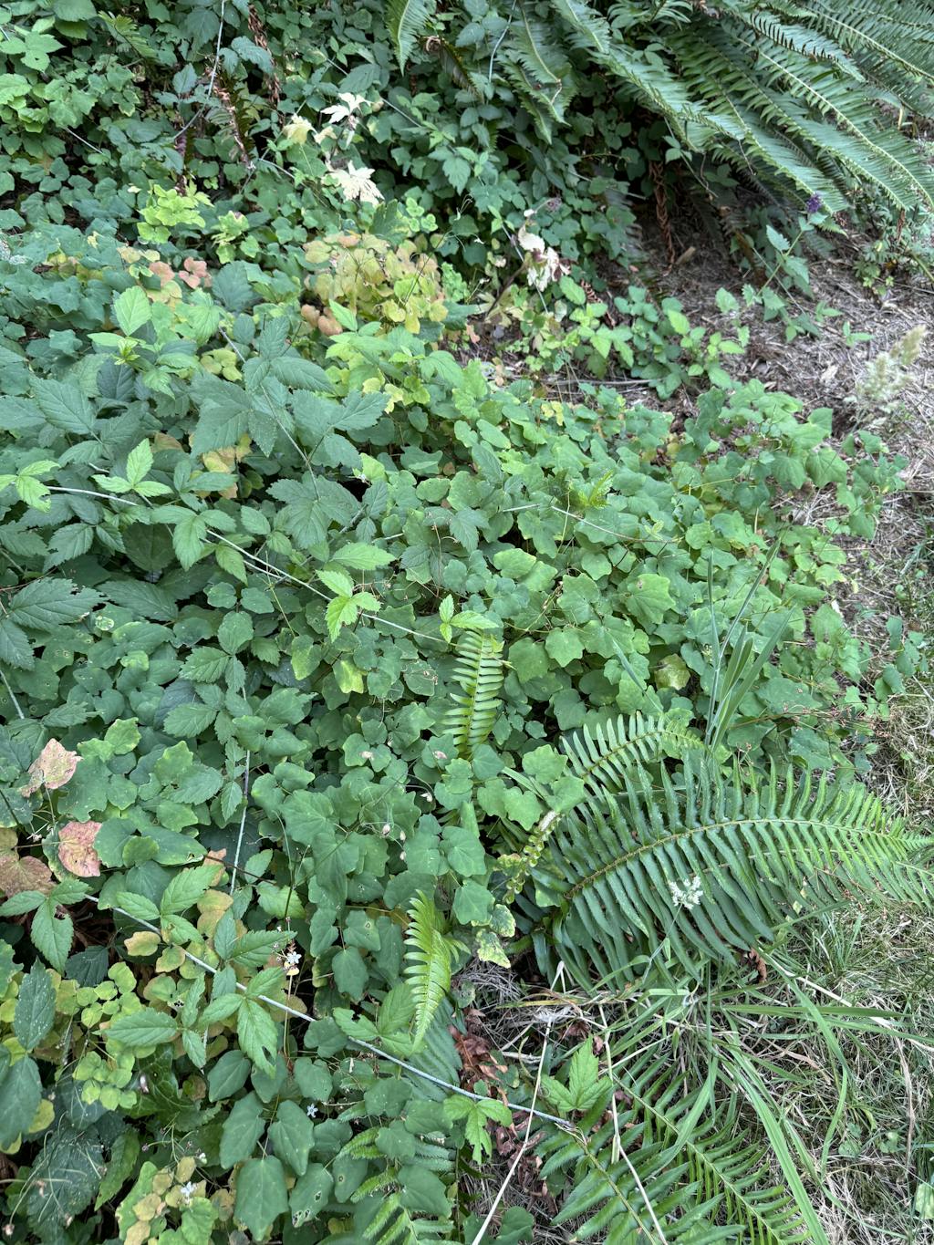Inside-out Flower – Sparrowhawk Native Plants