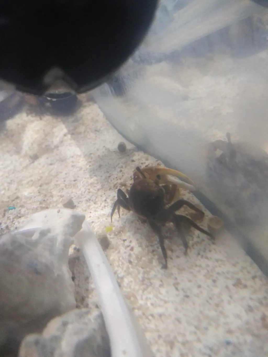 Gold Claw Fiddler Crab For Sale | Live Fish Store | Splashy Fish