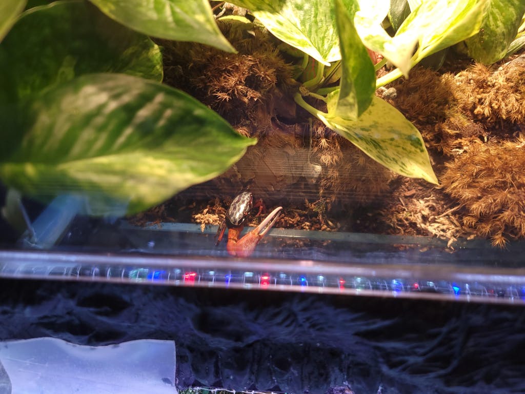 Watermelon Fiddler Crab for Sale - Shop Freshwater Crab Online ...