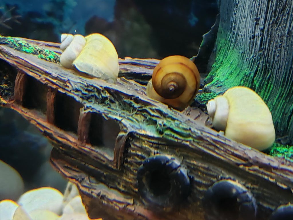 Blue Mystery Snail for Sale - Blue Freshwater Mystery Snails – Splashy Fish