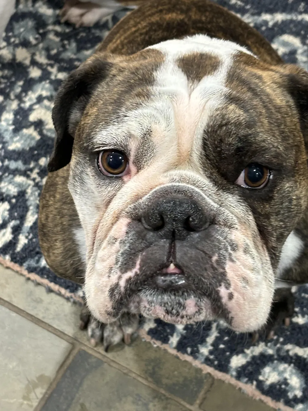 Squishface Nose Balm - Soothe & Protect Dry, Cracked Dog Noses Natural