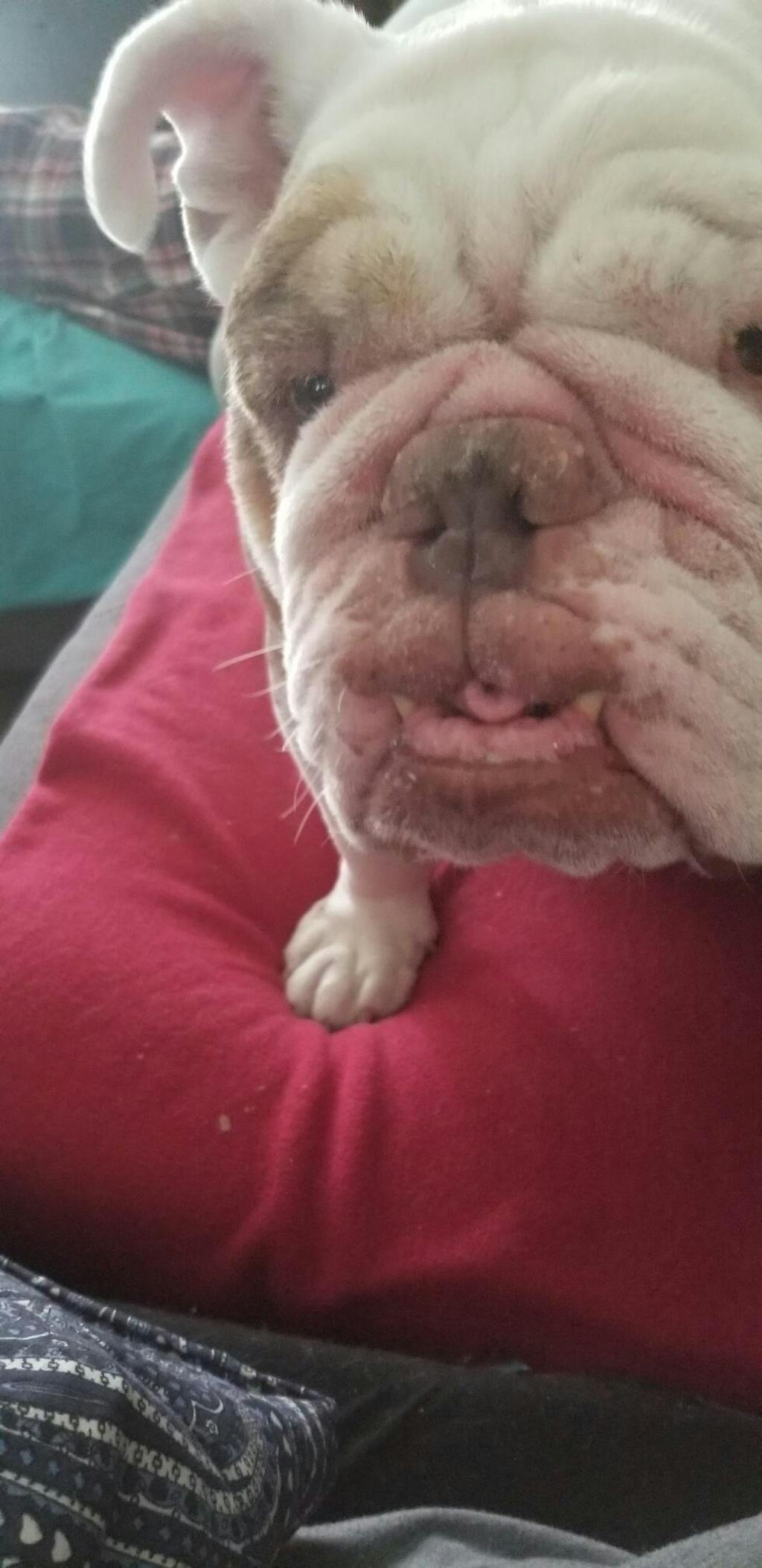 Squishface Nose Balm - Soothe & Protect Dry, Cracked Dog Noses Natural