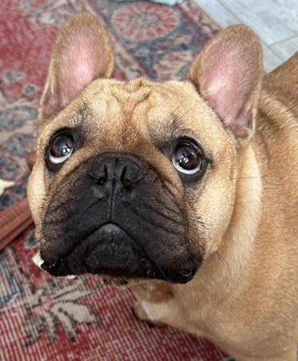 Long-Haired French Bulldog 101 – Squishface