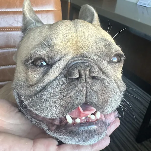 Squishface Nose Balm - Soothe & Protect Dry, Cracked Dog Noses Natural