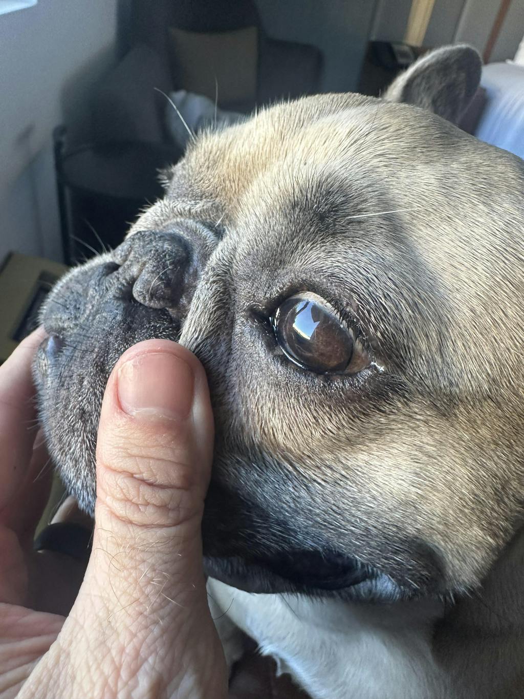 Clean Dog Wrinkles Remove Dog Tear Stains | Paste & Wipes | Squishface