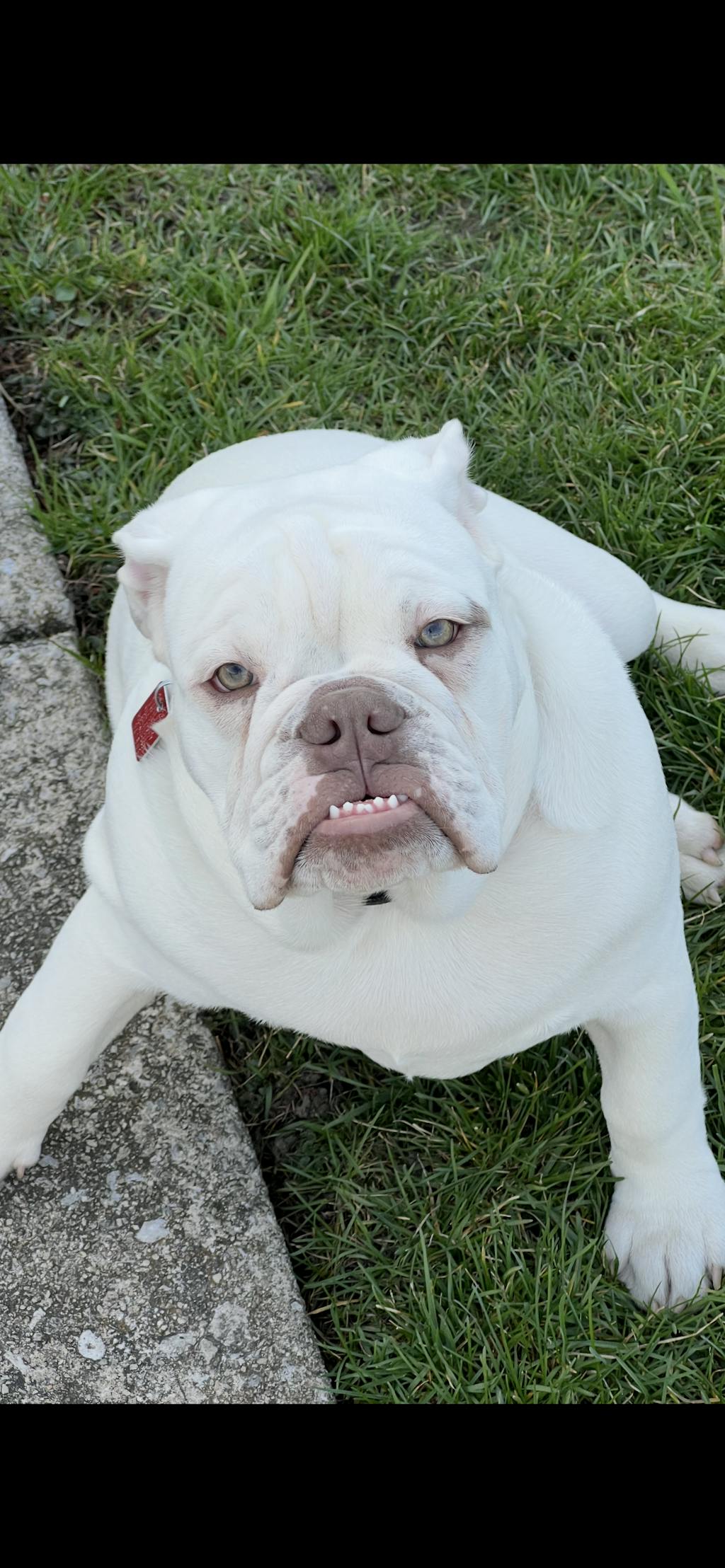 How to Help Yeast in Dog Paws – Squishface