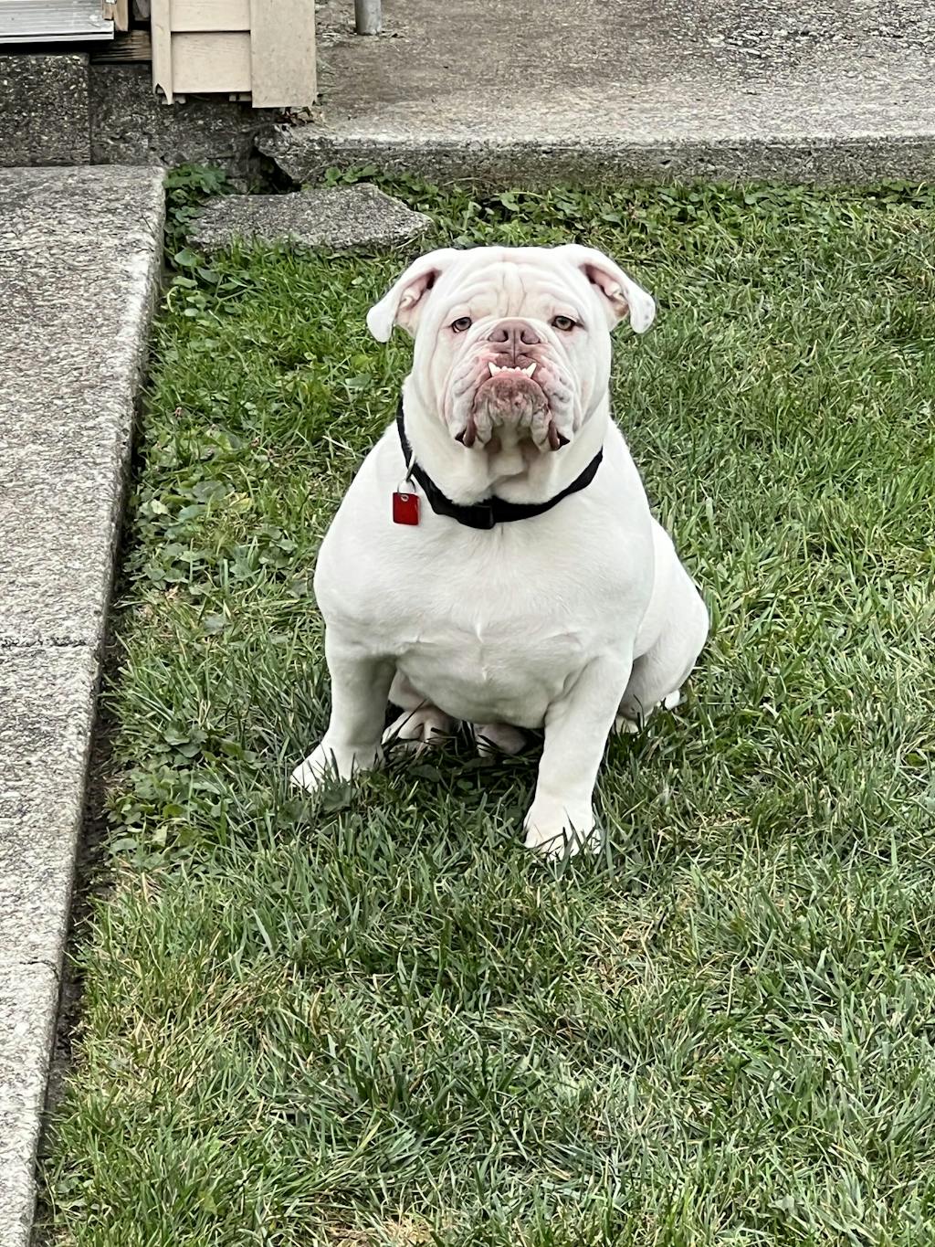 How to Help Yeast in Dog Paws – Squishface