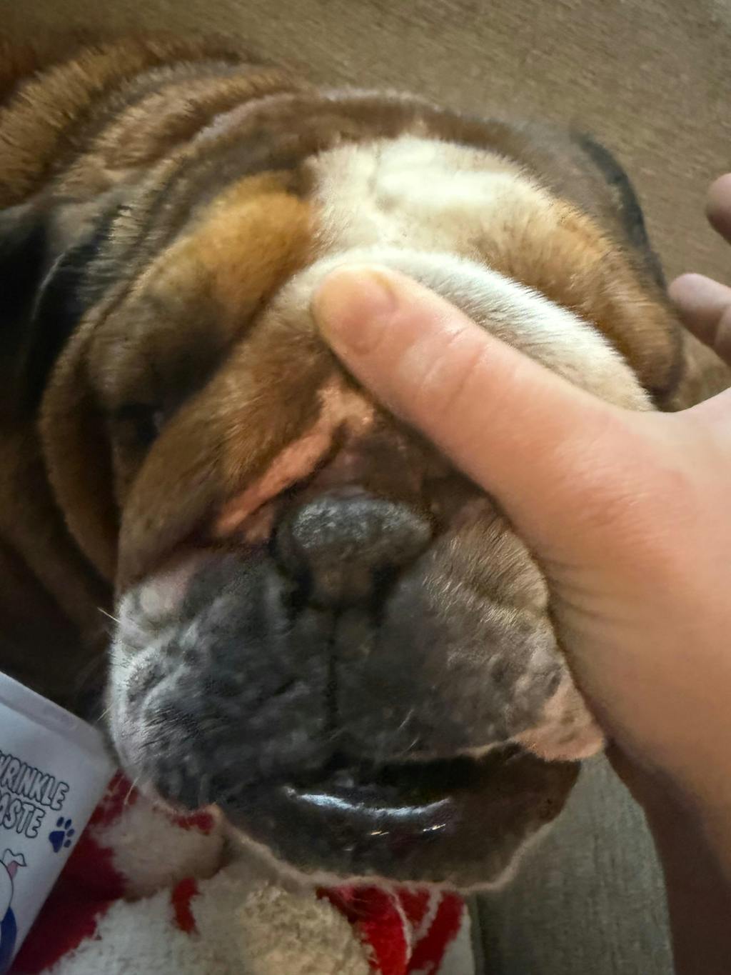 Finding The Best Tear Stain Remover for Dogs – Squishface