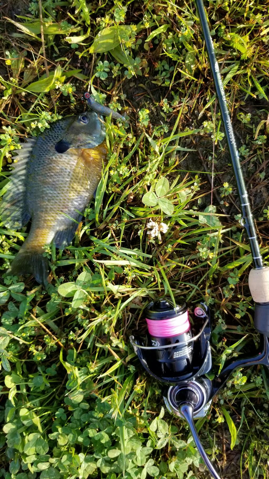 LEGEND ELITE® PANFISH - St. Croix Rod
