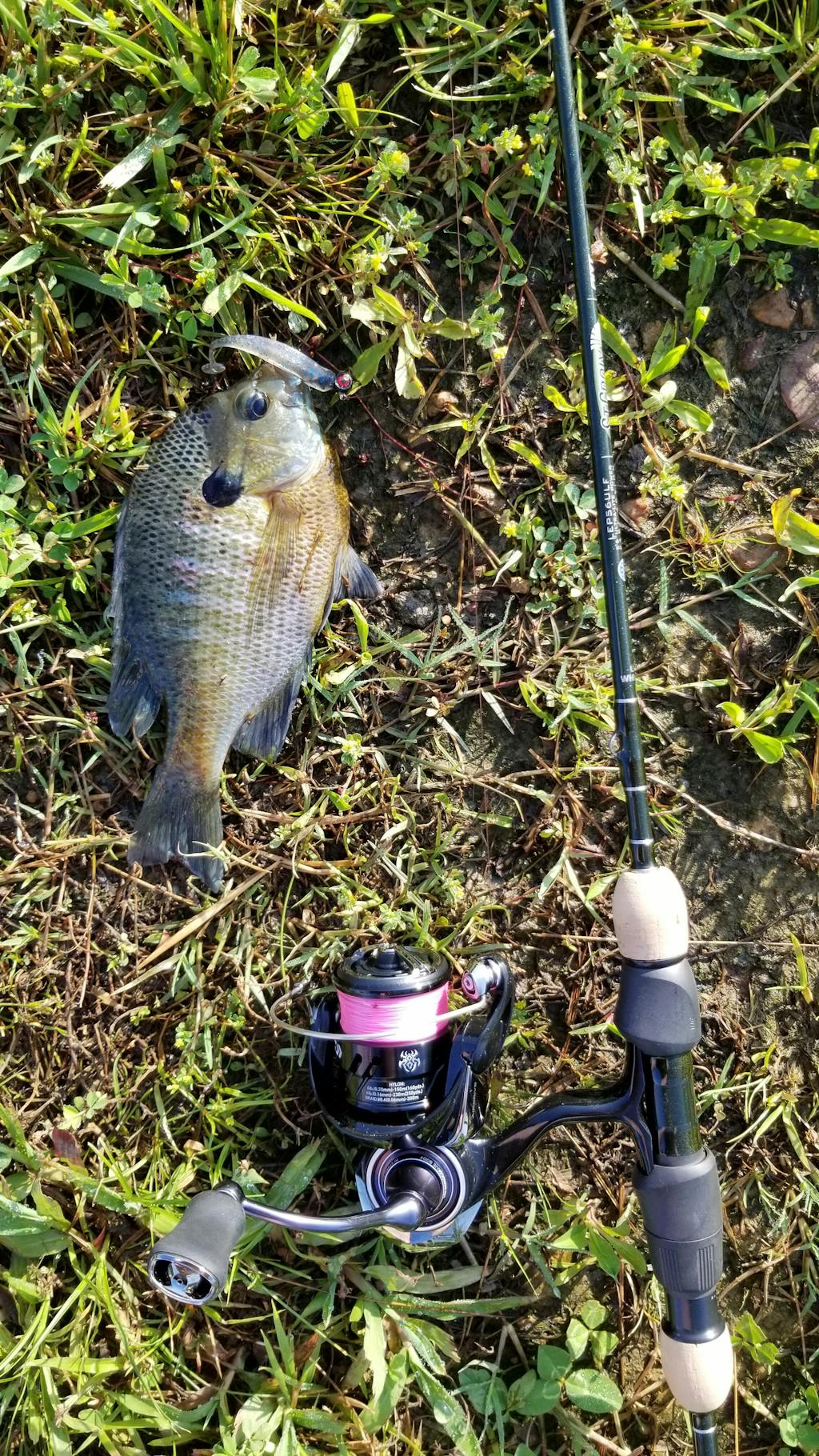 LEGEND ELITE® PANFISH - St. Croix Rod